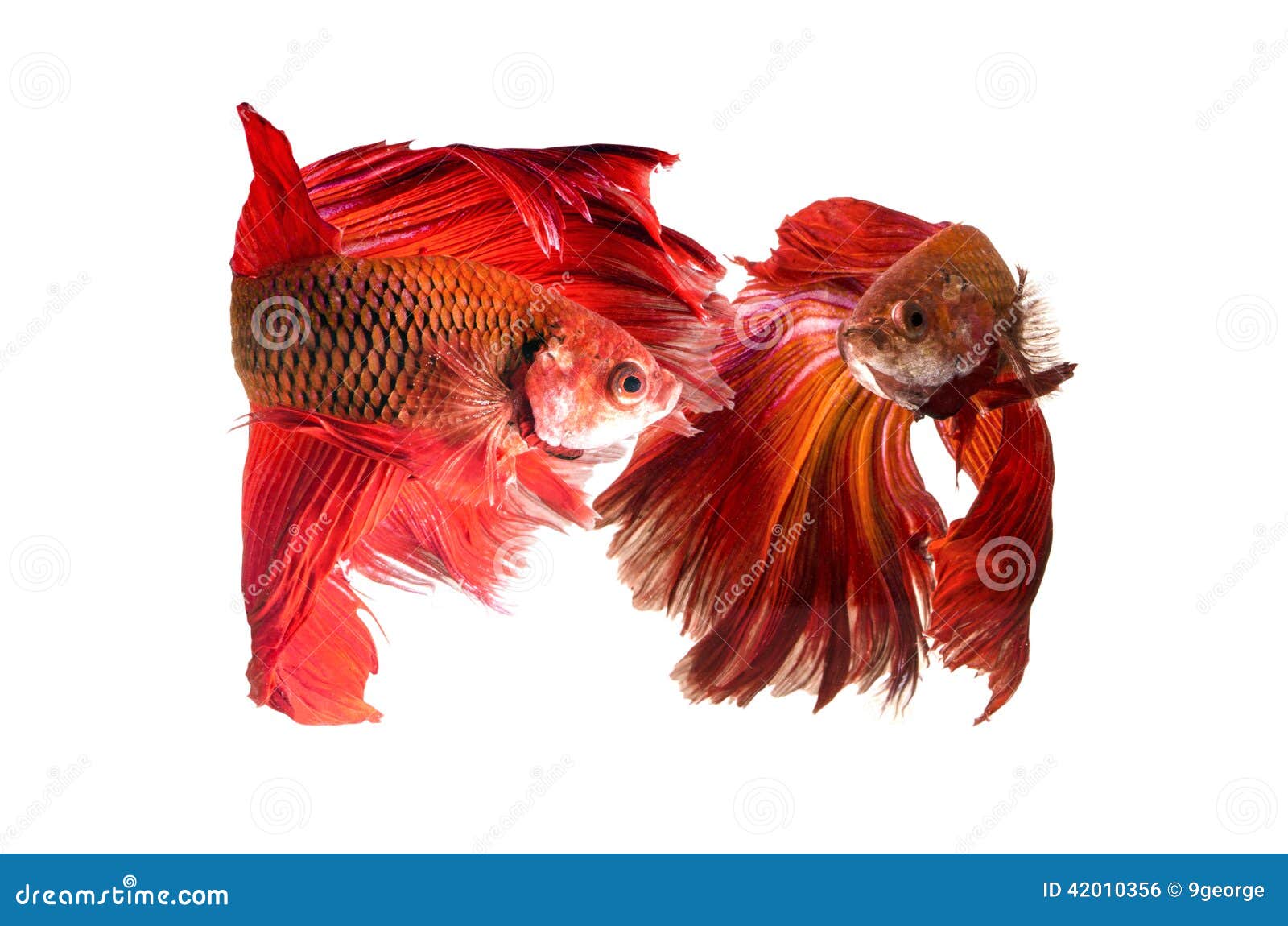 Two Siamese Fighting Fish Isolated on White Stock Photo - Image of ...
