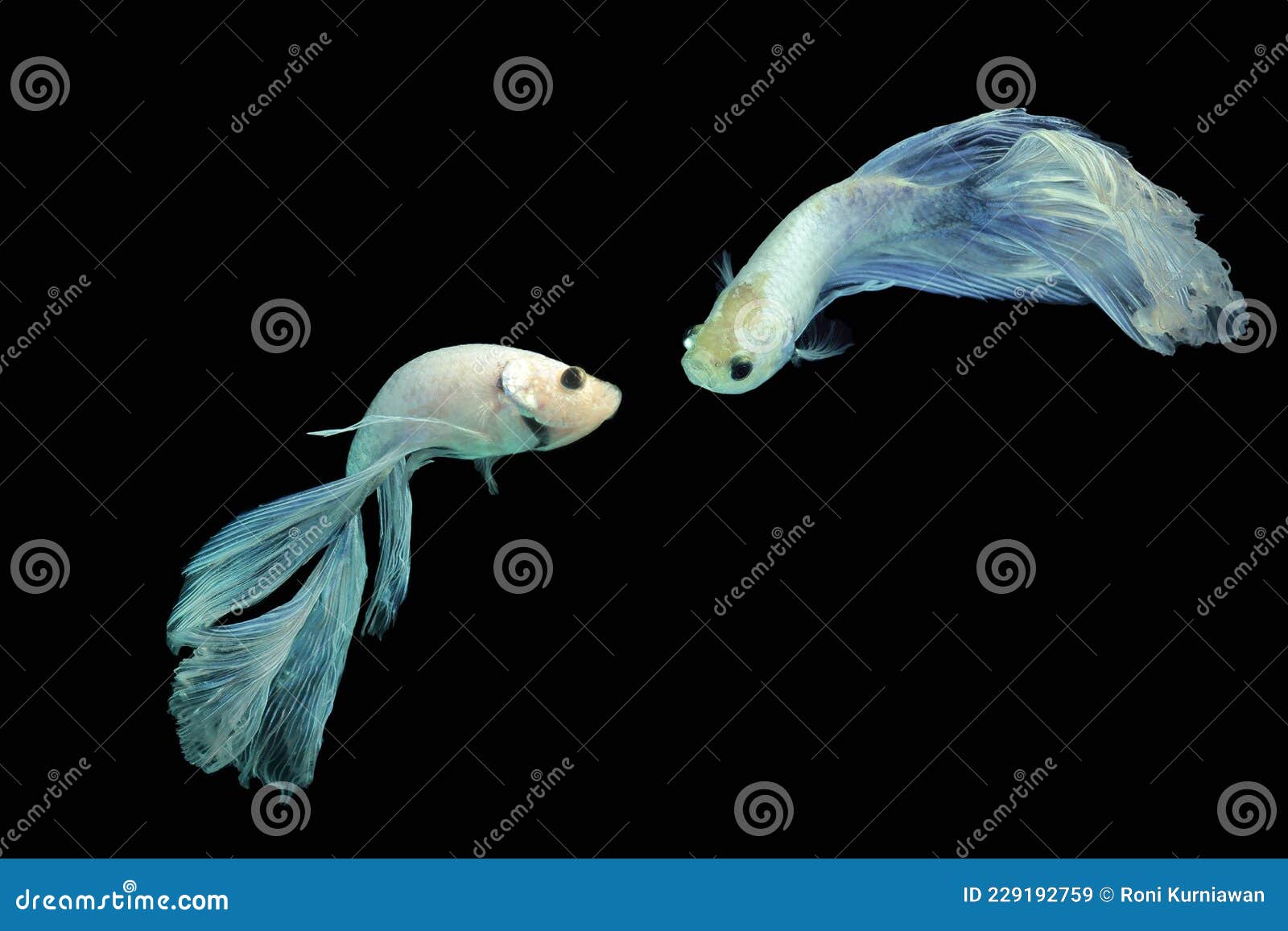 Two Siamese fighting fish stock image. Image of white - 229192759