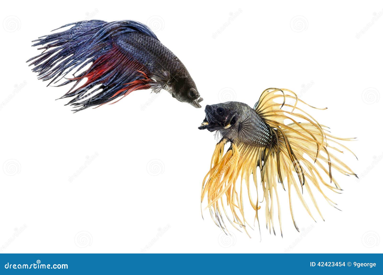 Two Siamese Fighting Fishes Isolated on White Background Stock Photo ...