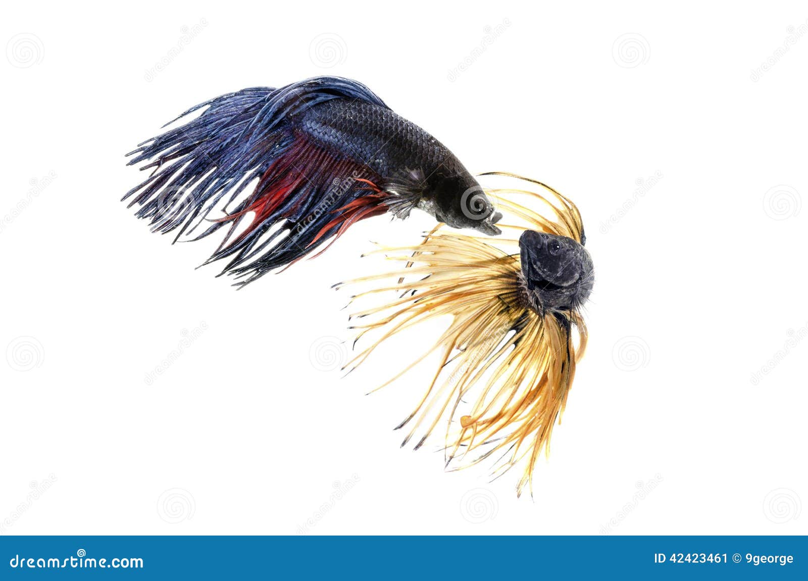 Two Siamese Fighting Fishes Isolated on White Background Stock Image ...