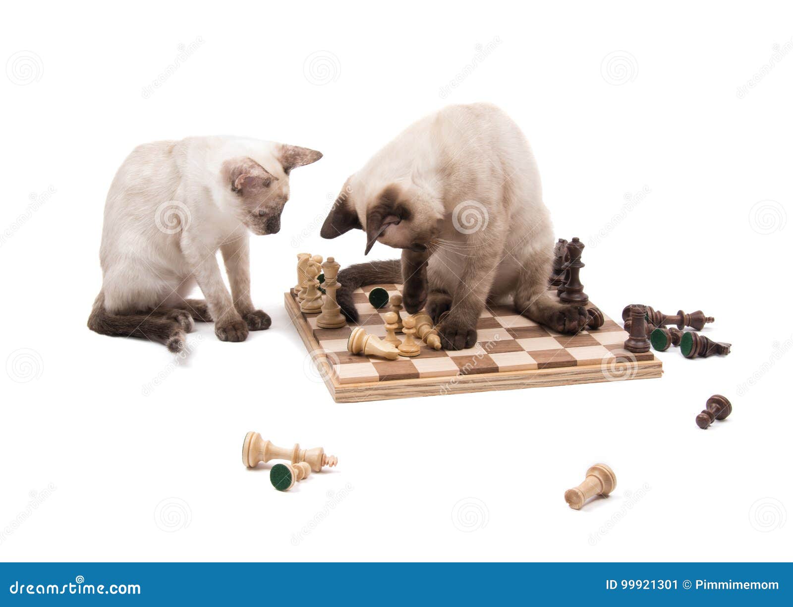 Two Siamese Kittens Ruining a Chess Game Stock Image - Image of house ...