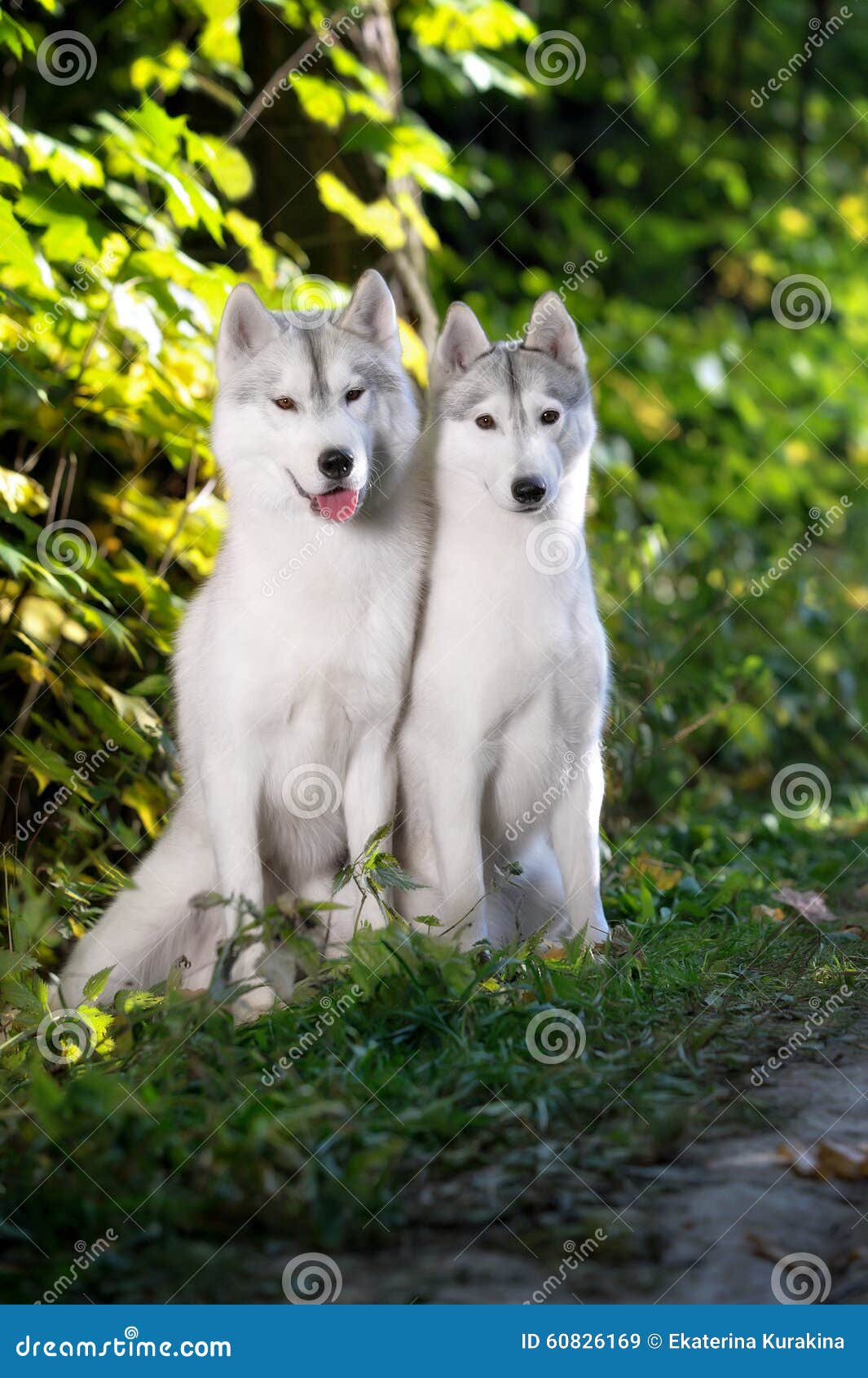 Two Siberian Huskies in Autumn Park Stock Image - Image of beautiful ...