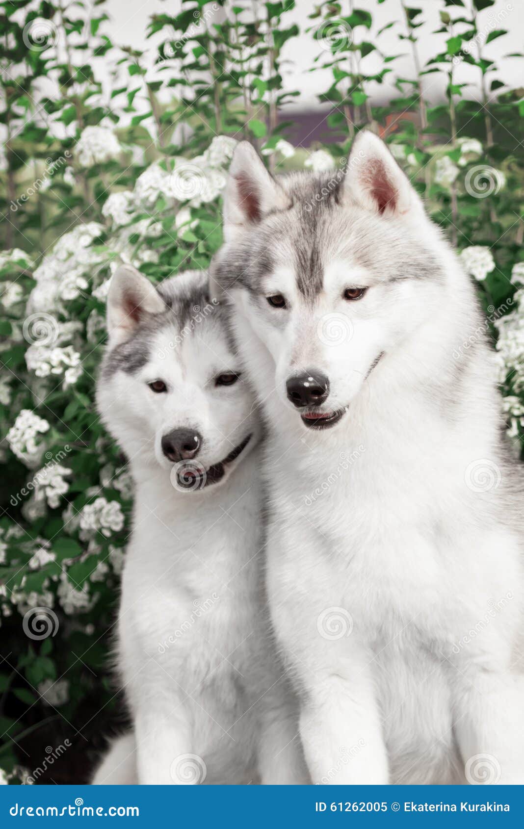 Two Siberian Huskies in Autumn Park Stock Image - Image of cute, cold ...