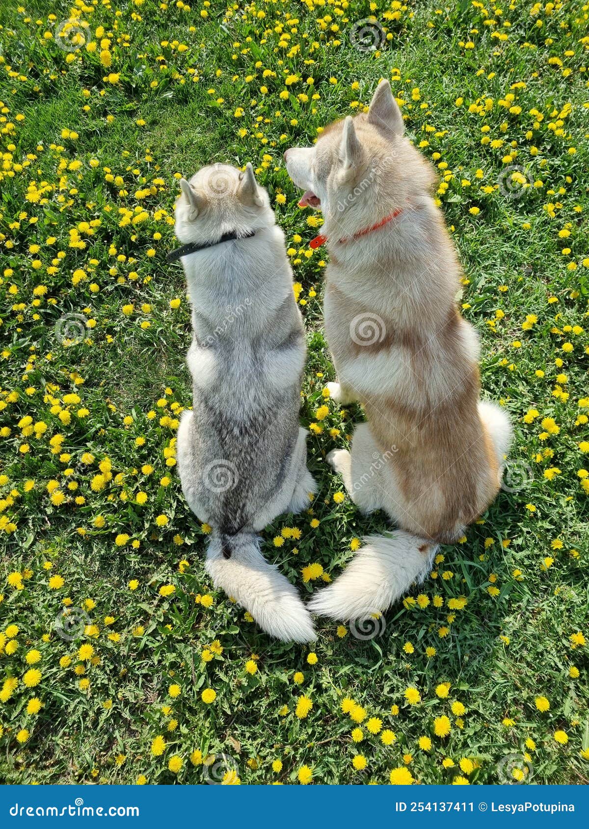 Two Siberian Huskies - Fox and Wolf Stock Image - Image of wolf, autumn ...
