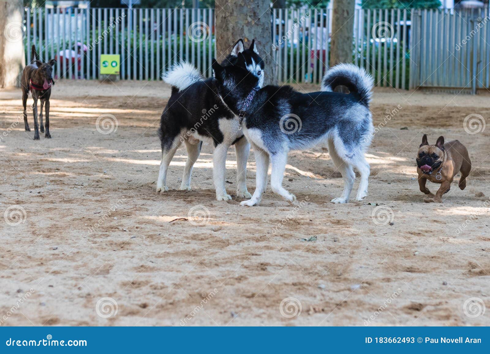 Two Siberian Huskies Playing in the Park Editorial Stock Photo - Image ...