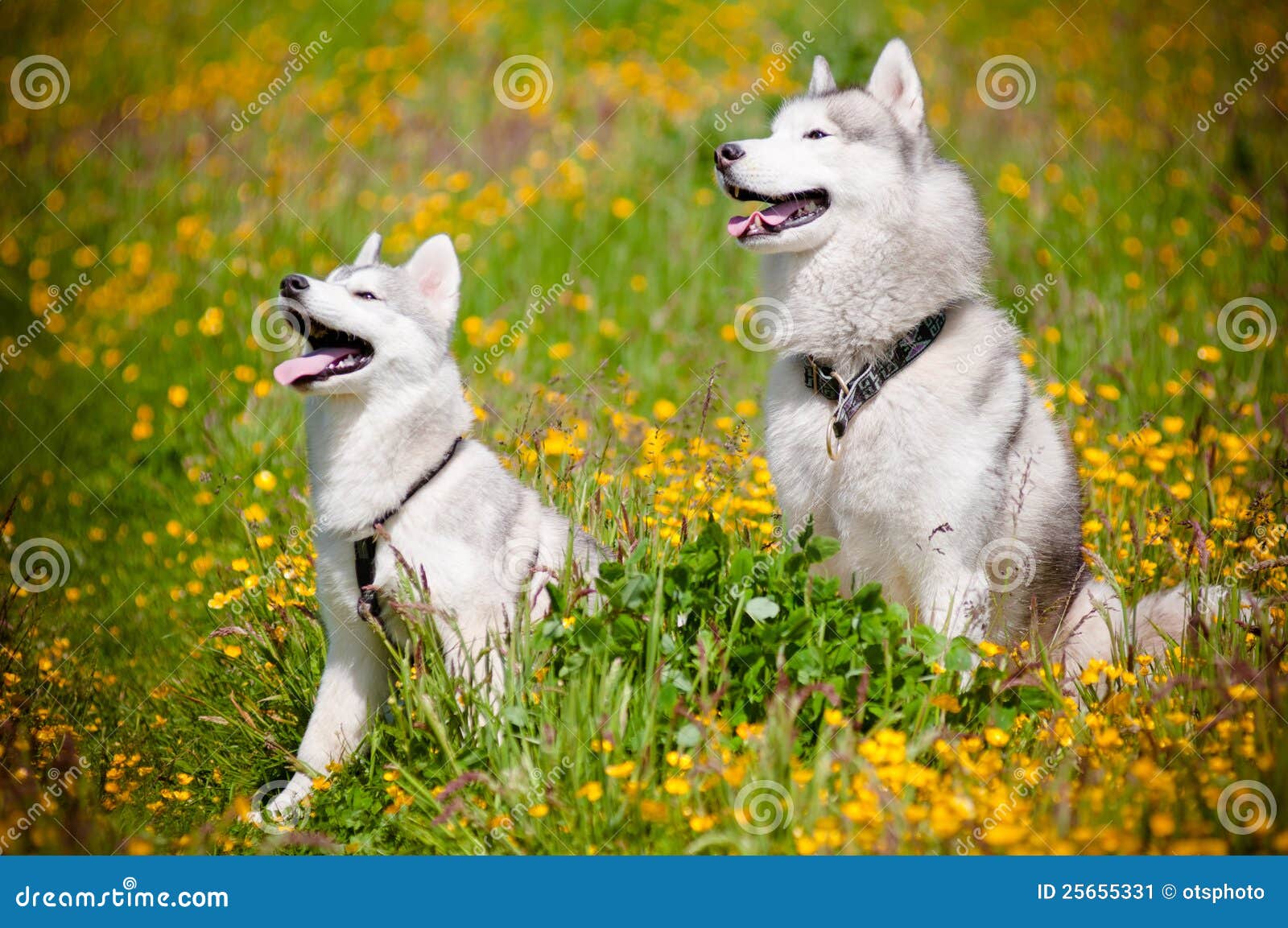 Two Siberian Huskies Portrait Outdoors Stock Image - Image of breed ...