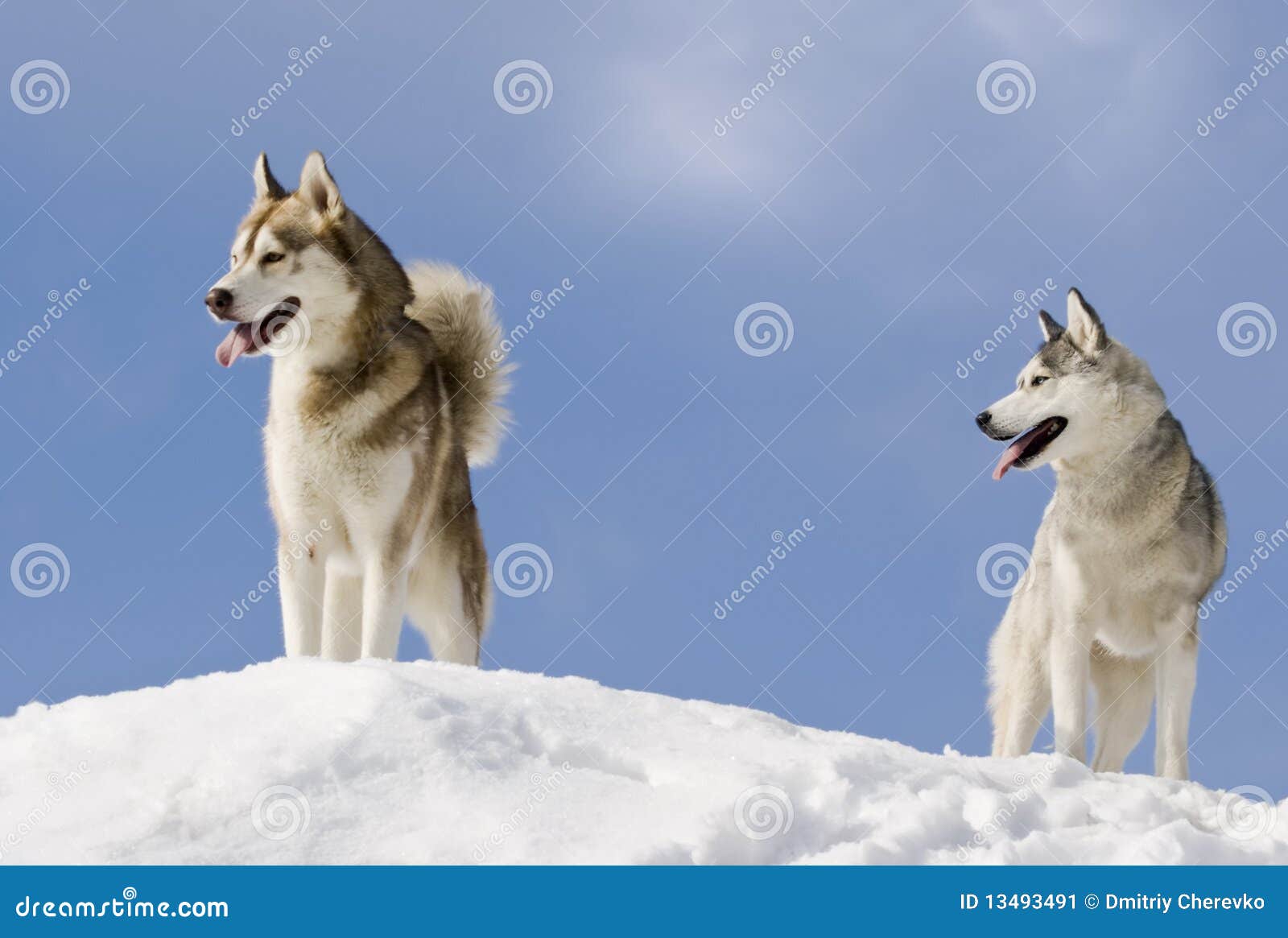 Two siberian husky stock image. Image of thoroughbred - 13493491