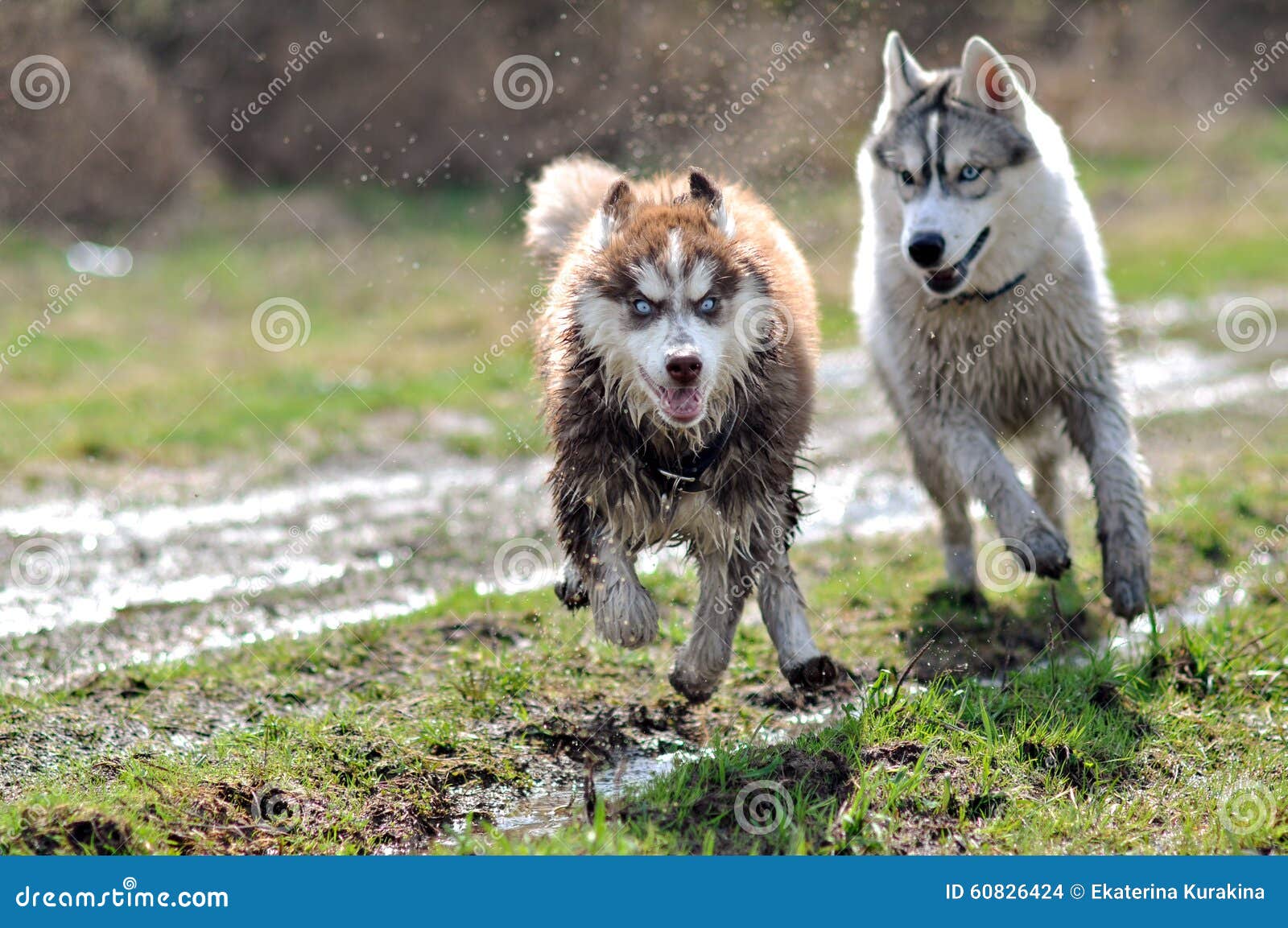 Two siberian husky dog stock photo. Image of doggy, green - 60826424