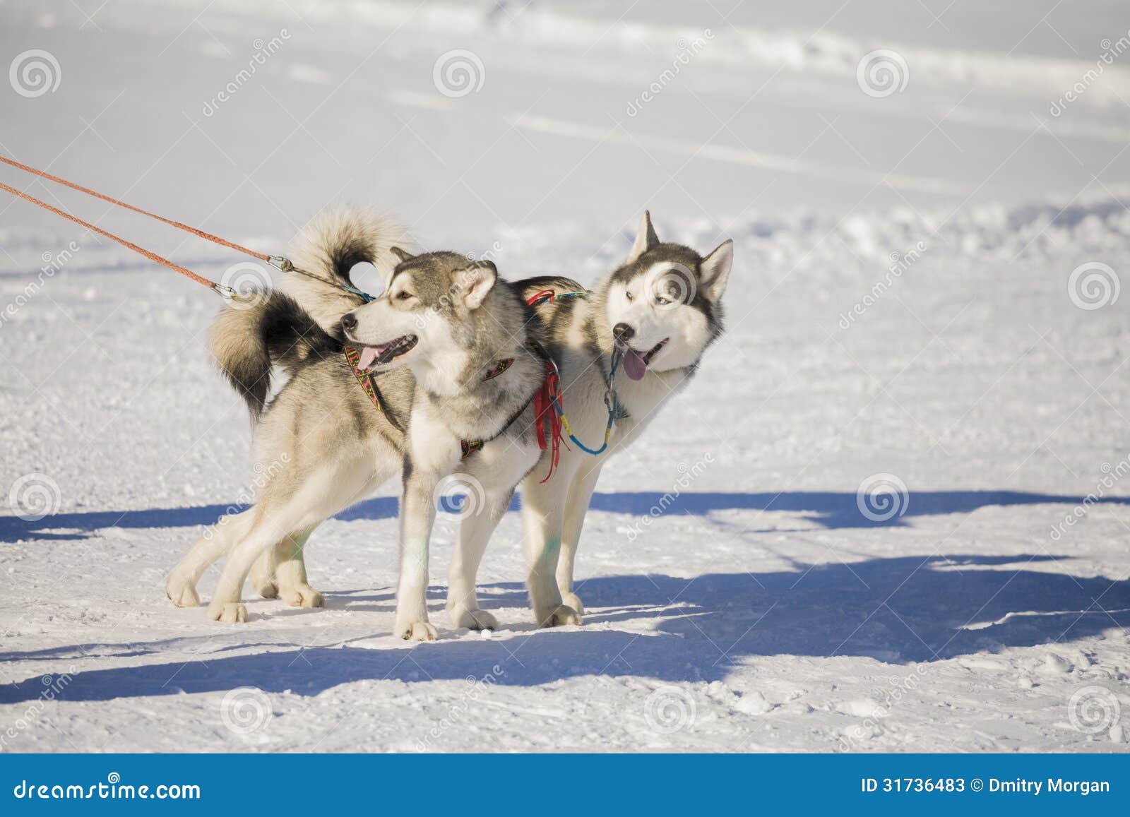 Two Siberian Husky Dogs with Harness Stock Image - Image of pedigree ...