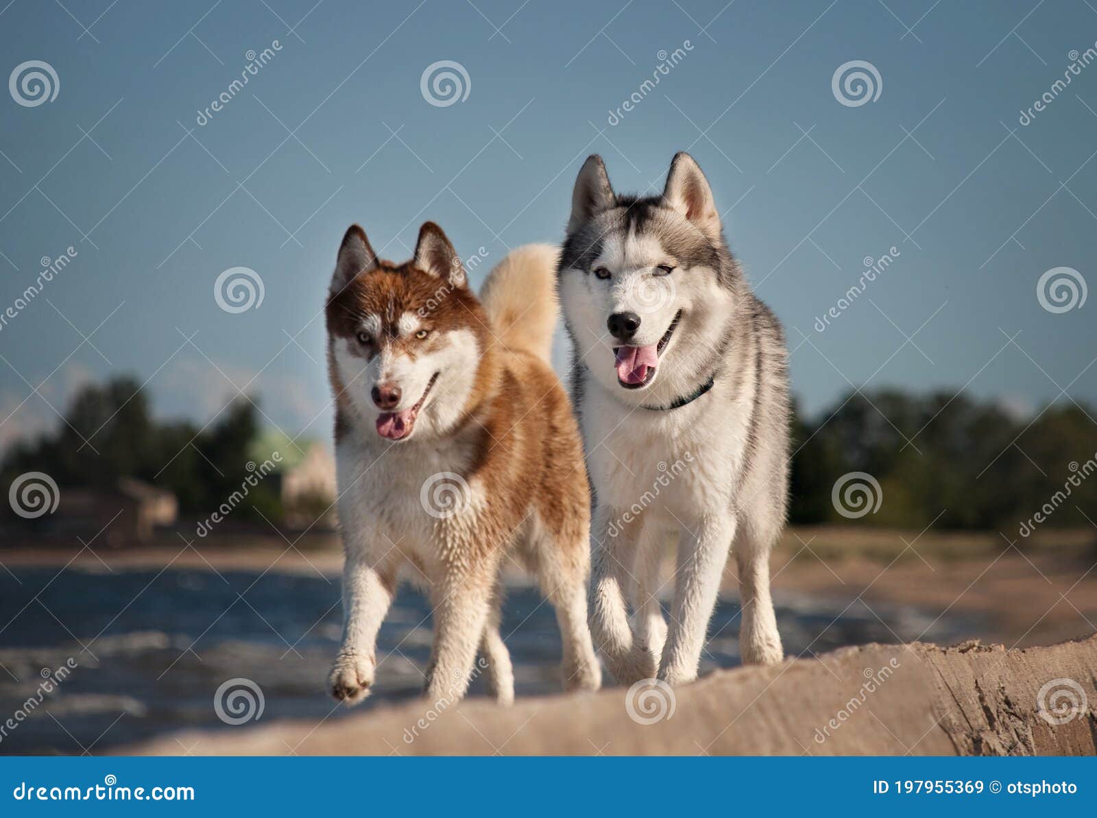 Are Siberian Huskies Good Outside Dogs