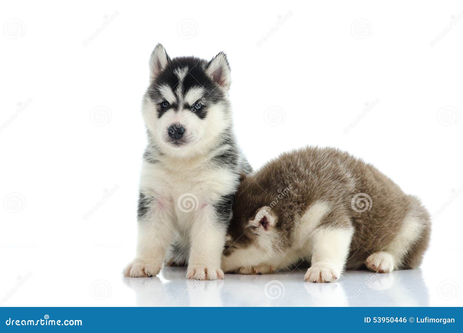 Two Siberian Husky Laying and Looking Stock Photo - Image of look ...