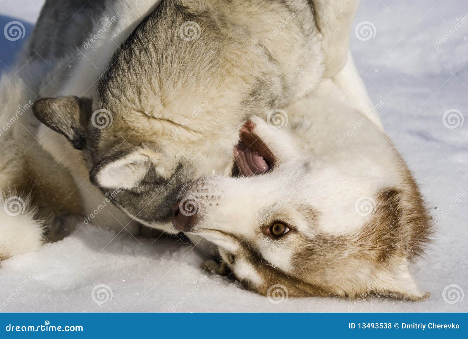 Two Siberian Husky Play among Themselves Stock Photo - Image of alaskan ...