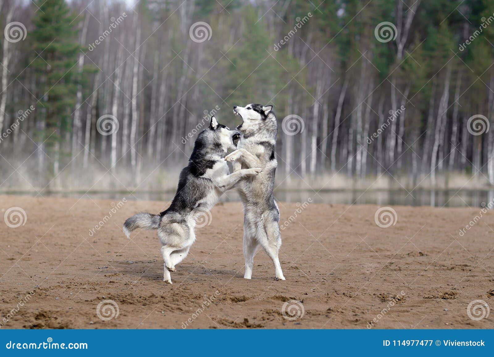 Two Siberian Husky playing stock image. Image of animal - 114977477