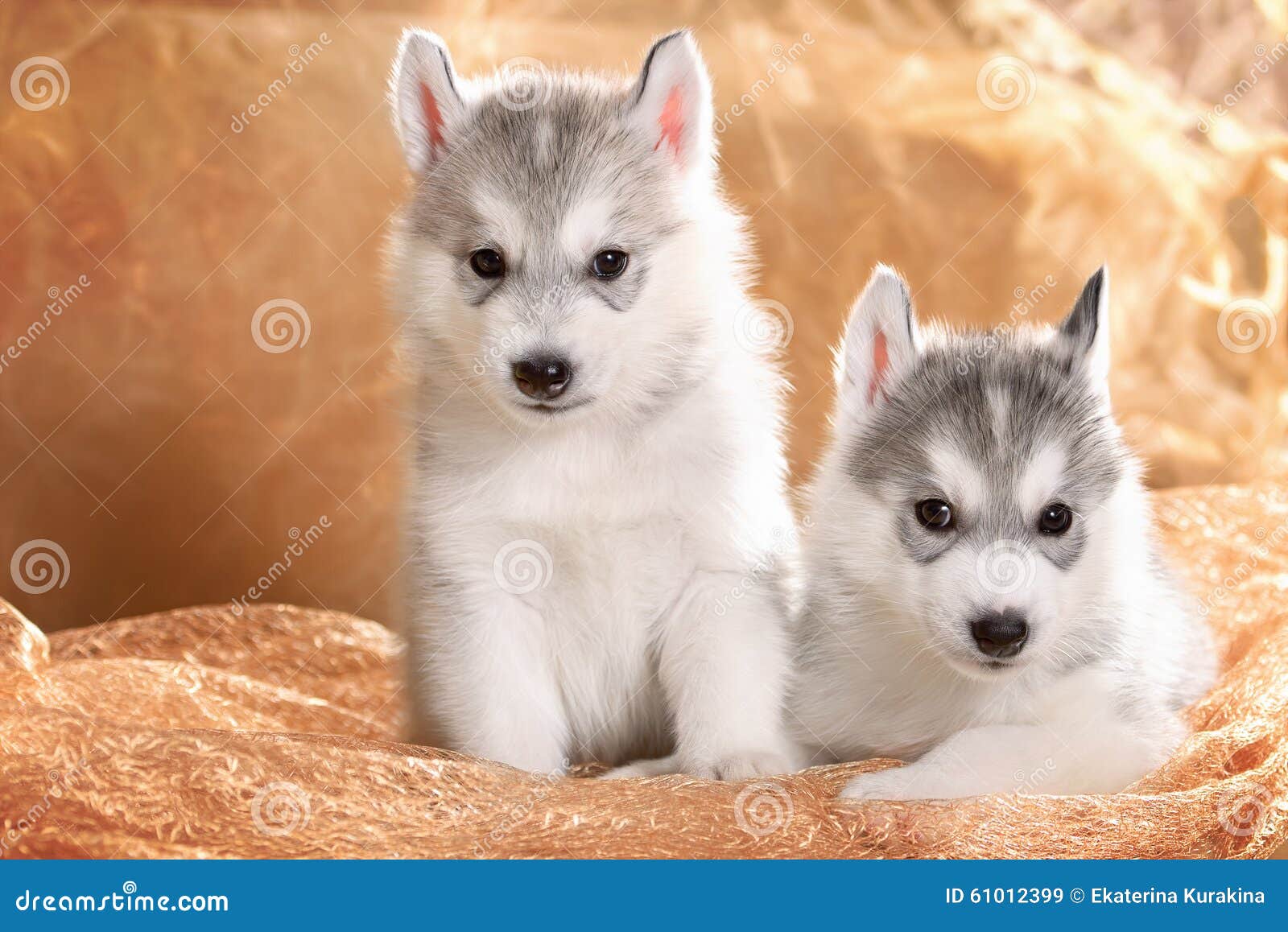 Two siberian husky puppies stock image. Image of joke - 61012399