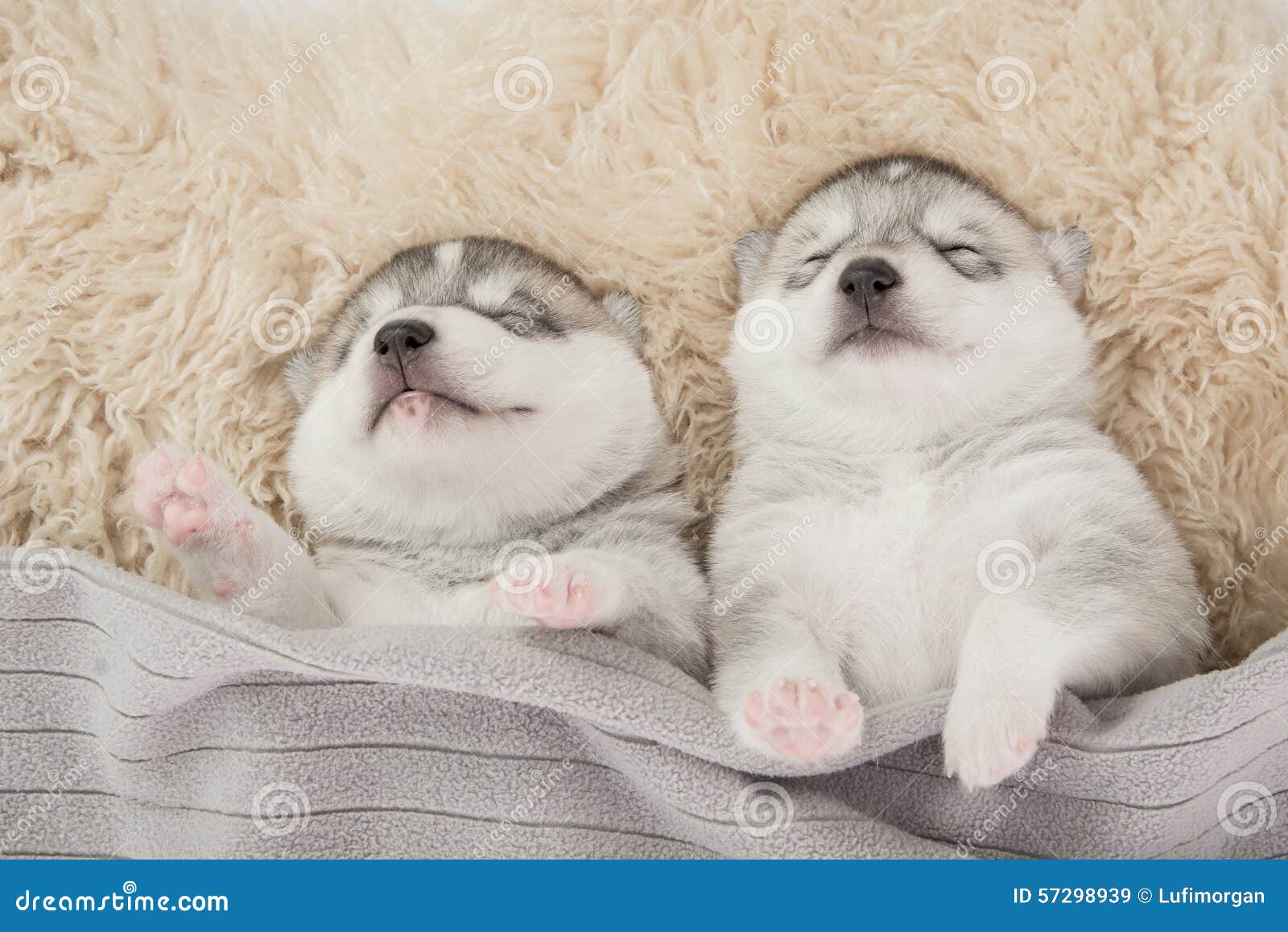 Two of Siberian Husky Puppies Sleeping Stock Image - Image of sleep ...