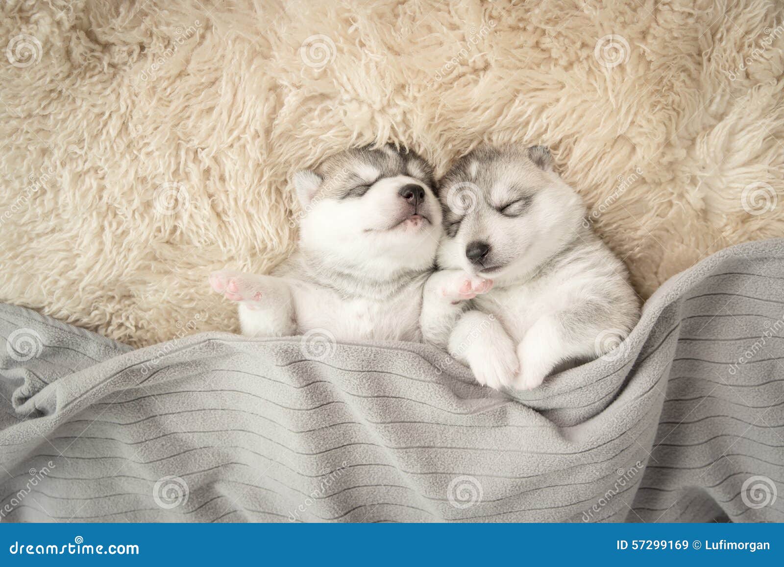 Two of Siberian Husky Puppies Sleeping Stock Image - Image of funny ...