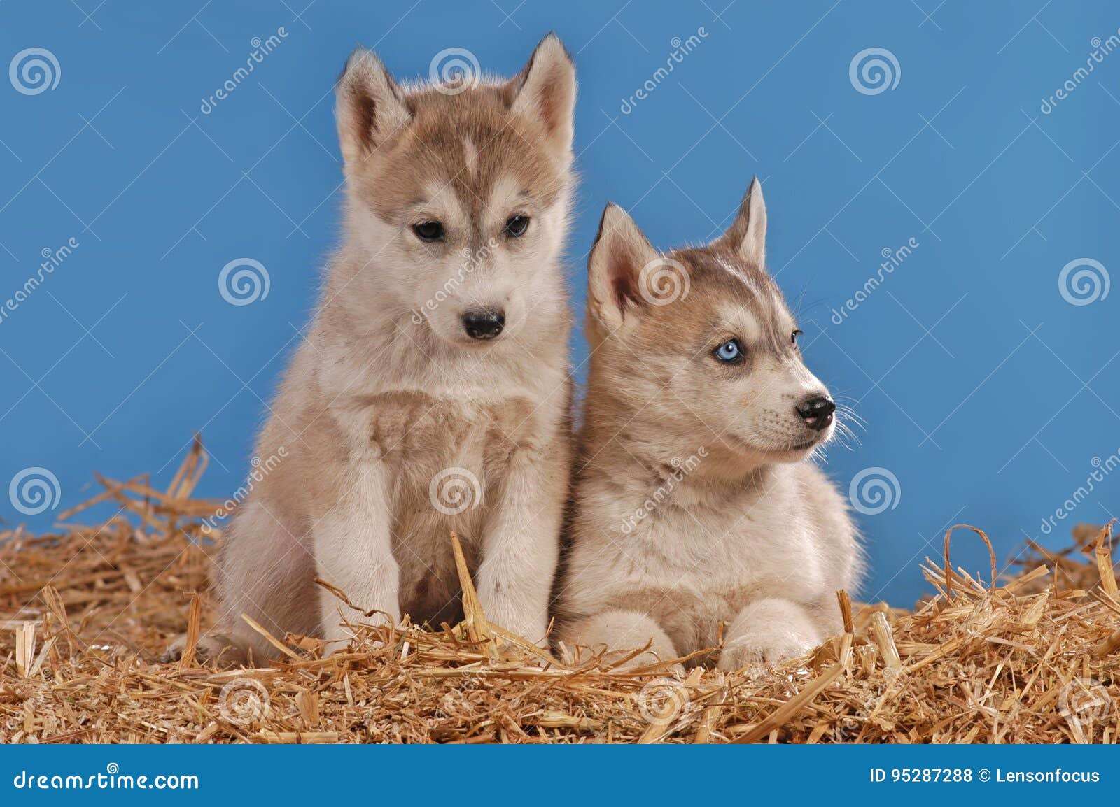 Two siberian husky puppies stock photo. Image of pedigree - 95287288