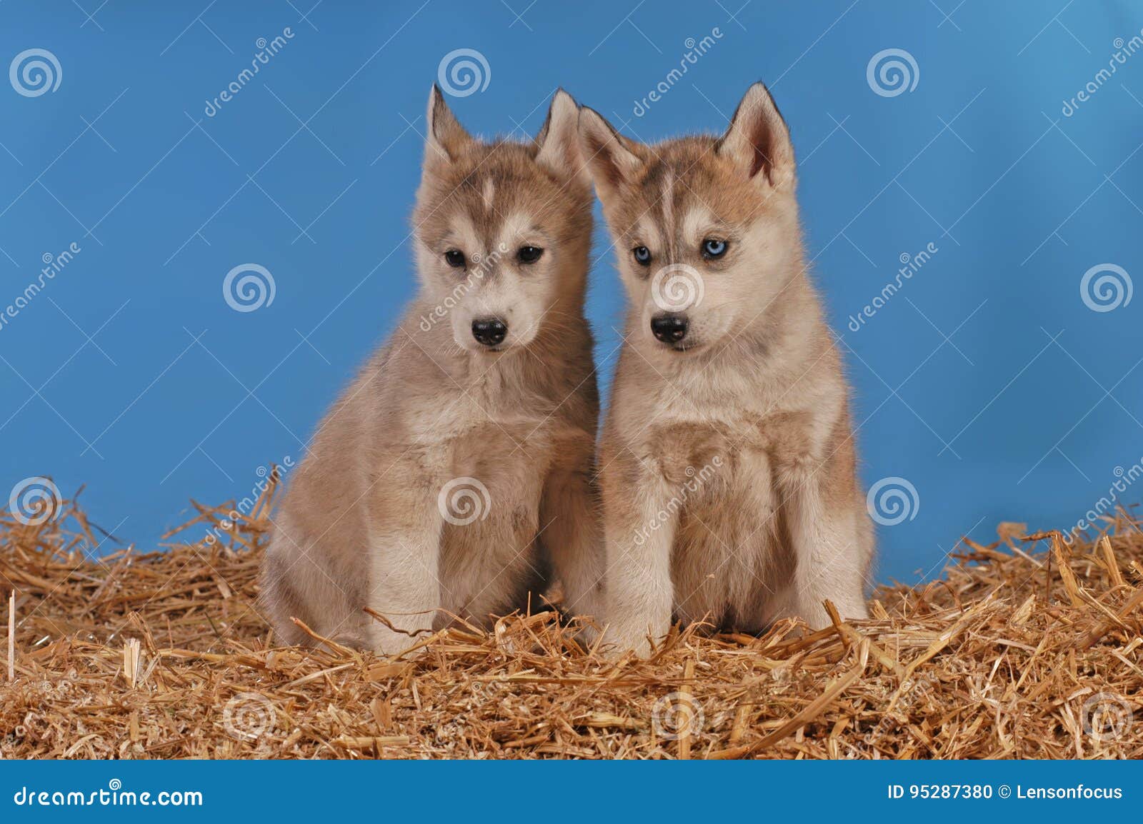 Two siberian husky puppies stock photo. Image of background - 95287380