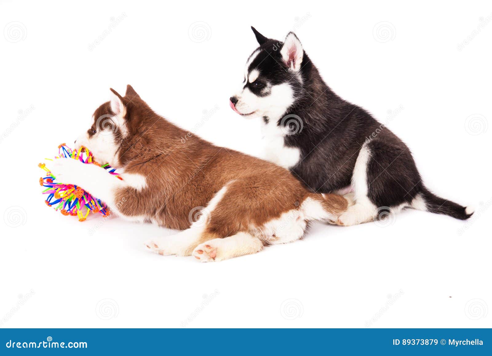Two Siberian Husky Puppy Playing with a Balls. Stock Image - Image of ...