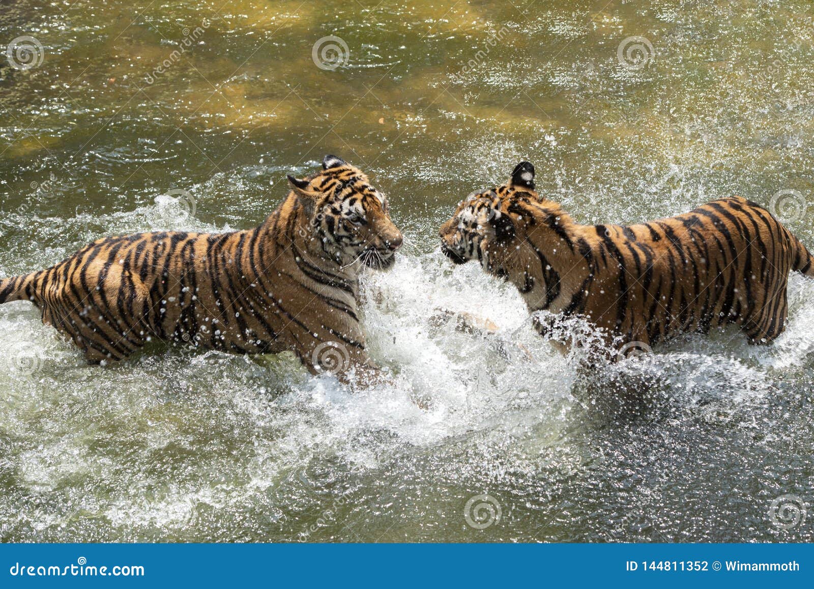 Two Siberian Tigers in Fight with Each Other Stock Photo - Image of ...