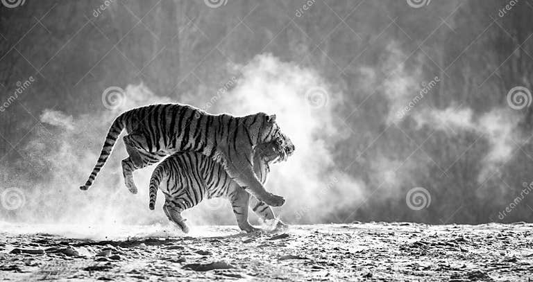 Two Siberian Tigers Play With Each Other In A Snowy Glade Black And White China Harbin