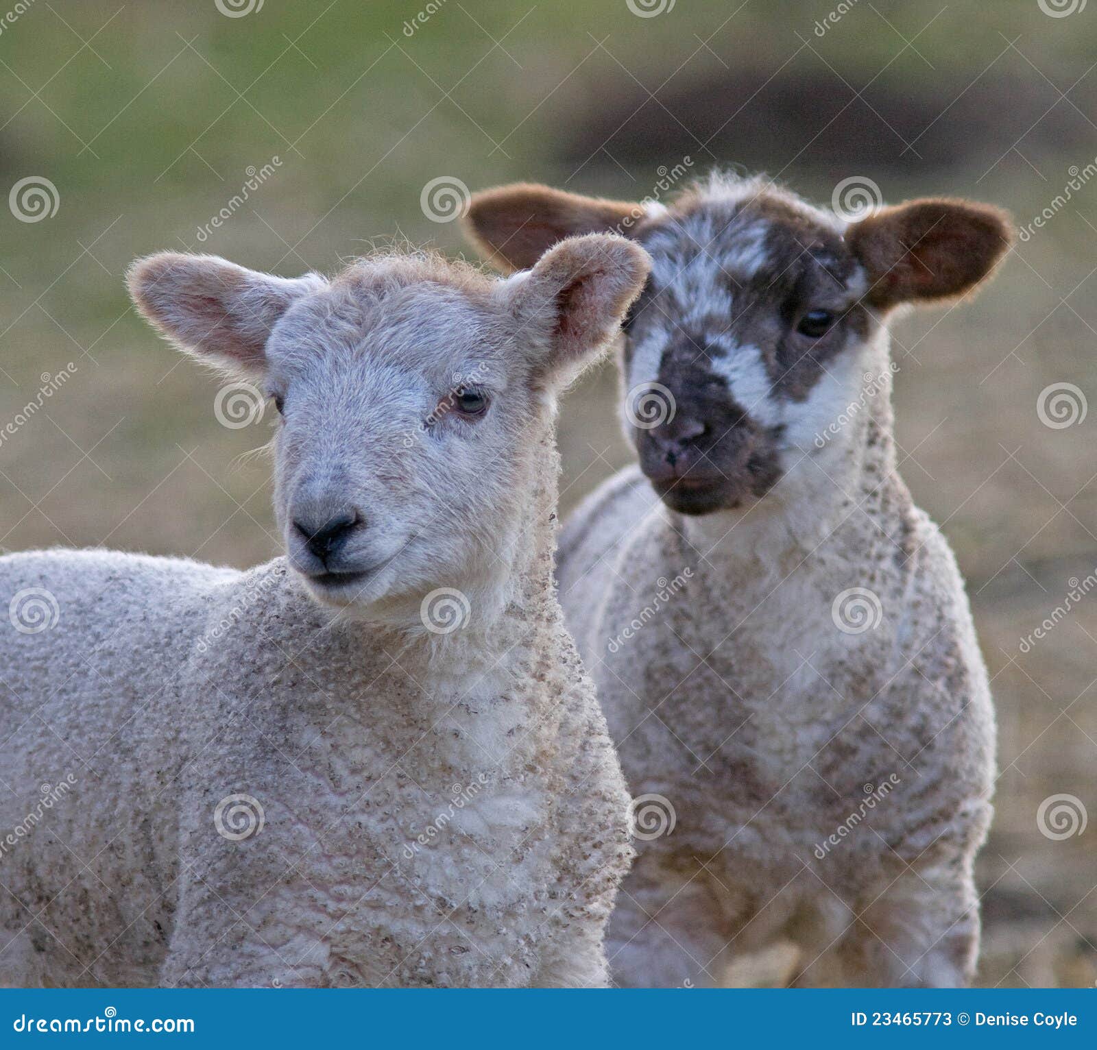 Two sibling lambs stock image. Image of sheep, purity - 23465773