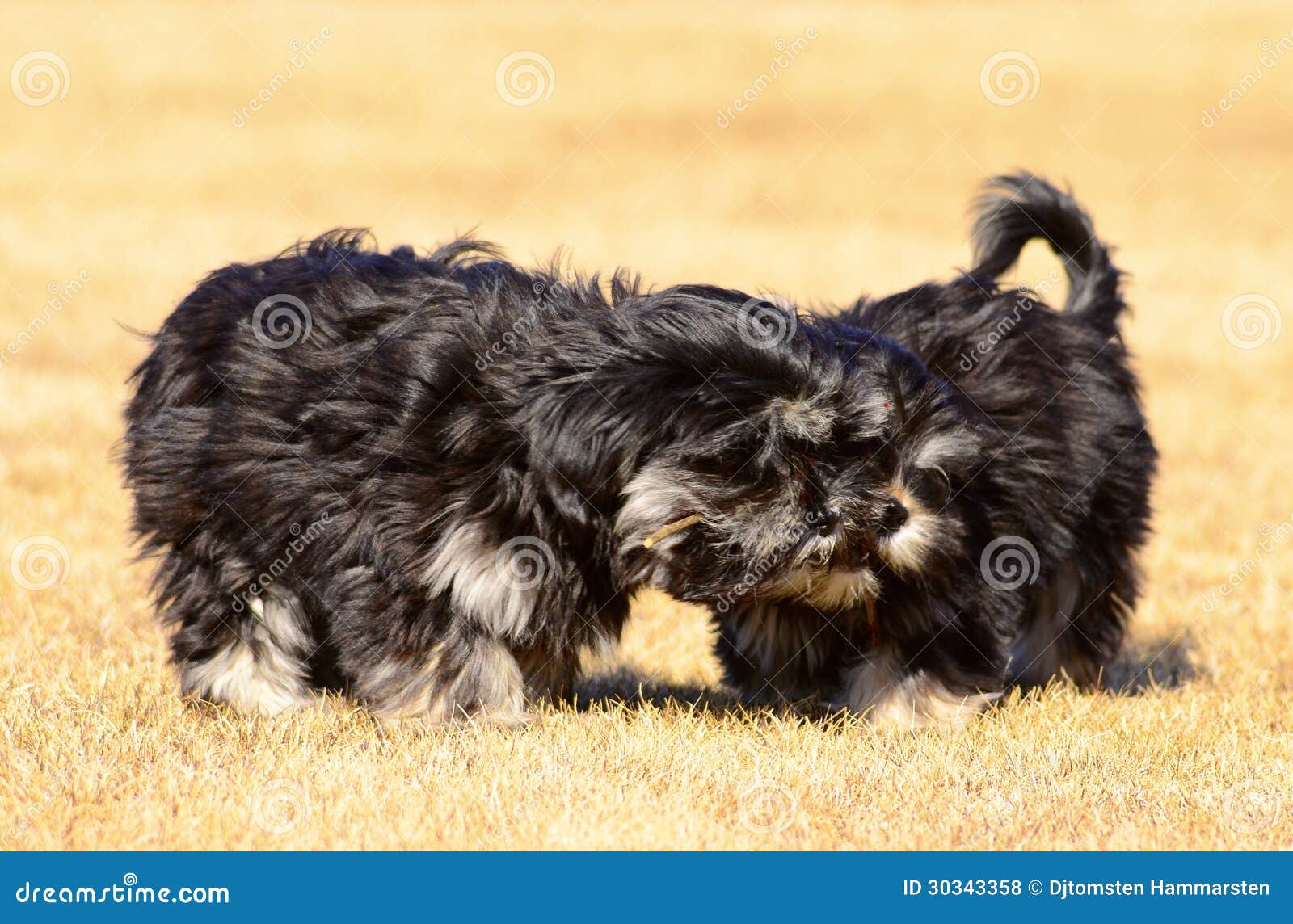 Two siblings dogs stock photo. Image of astonished, hungry - 30343358
