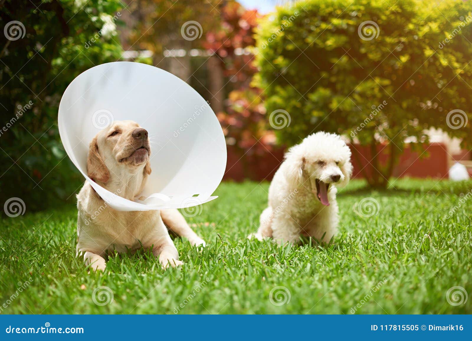 Two sick dogs on grass stock image. Image of garden - 117815505