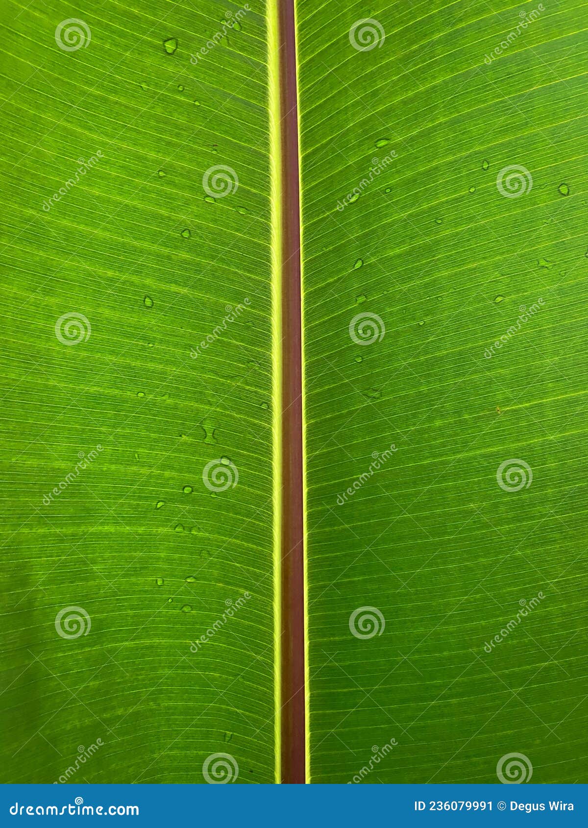 Two side stock image. Image of line, side, leaf, nature - 236079991