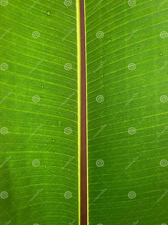 Two side stock image. Image of line, side, leaf, nature - 236079991