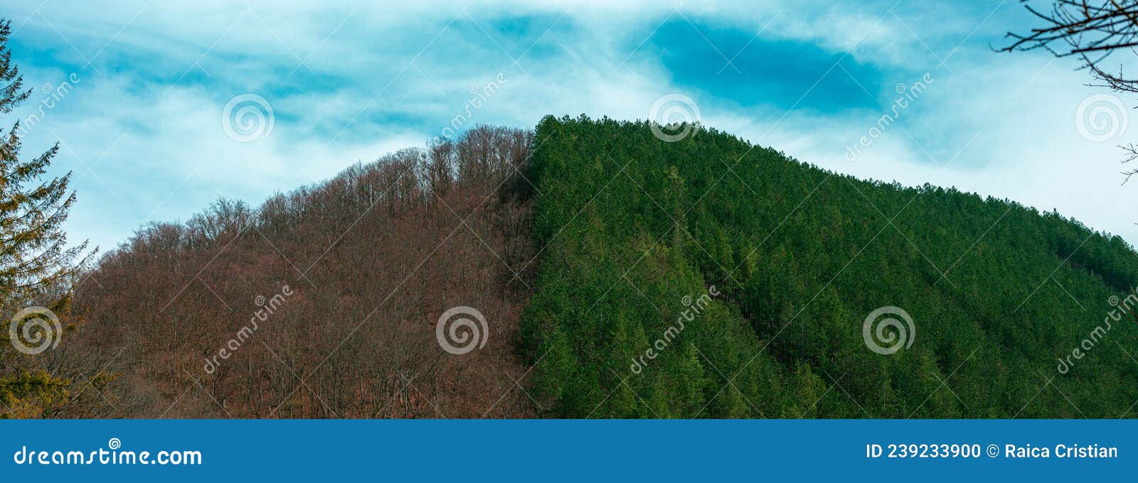 A Two Side Forest, One Side Green, One Side Brown Stock Photo - Image ...