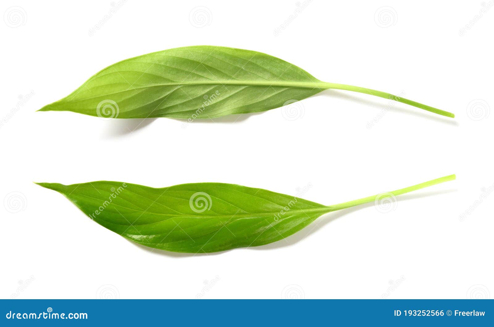 Two Sides of Fresh Green Leaf on a White Background Stock Photo - Image ...