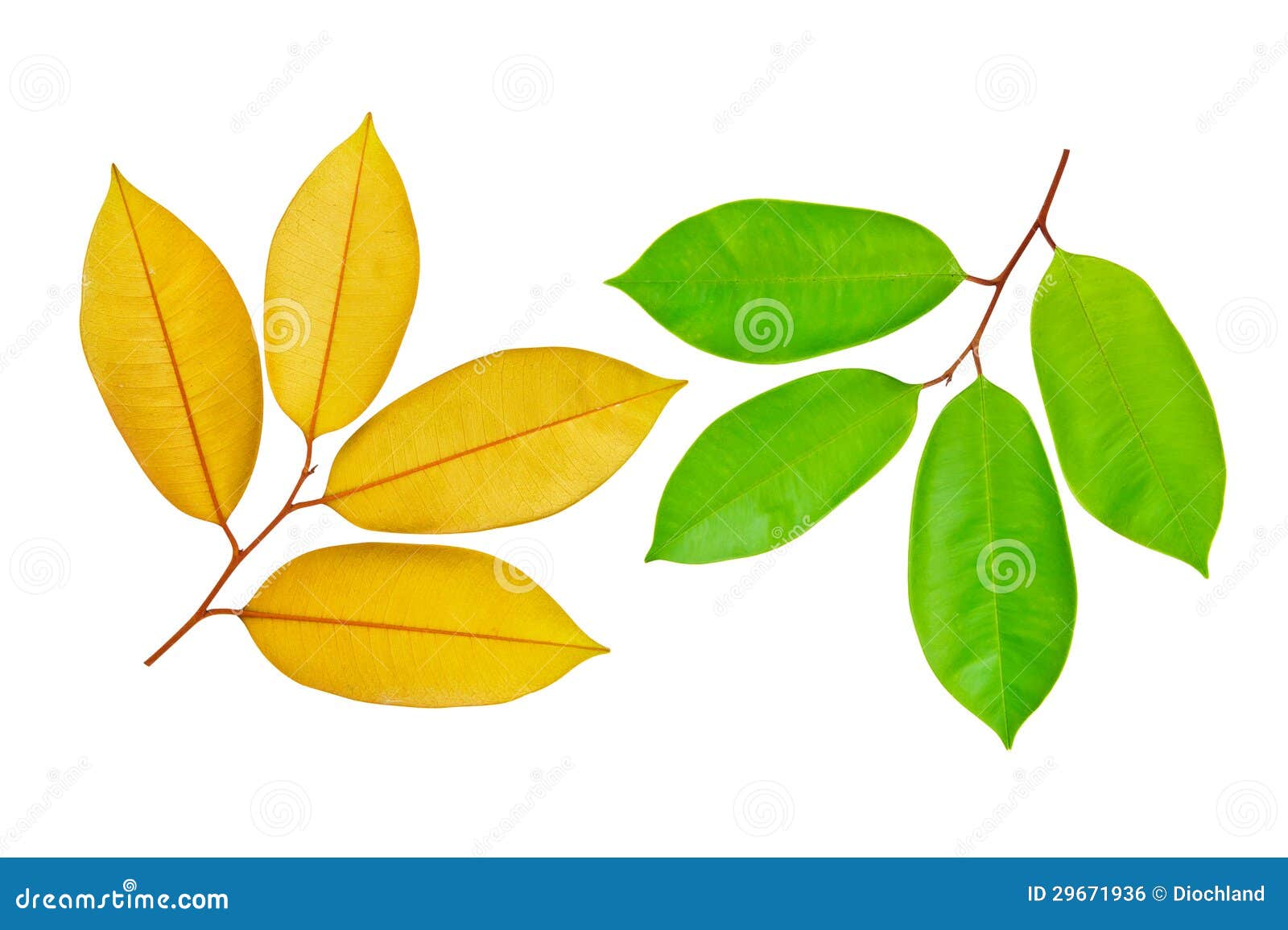 Two sides of green leaf stock photo. Image of botany - 29671936