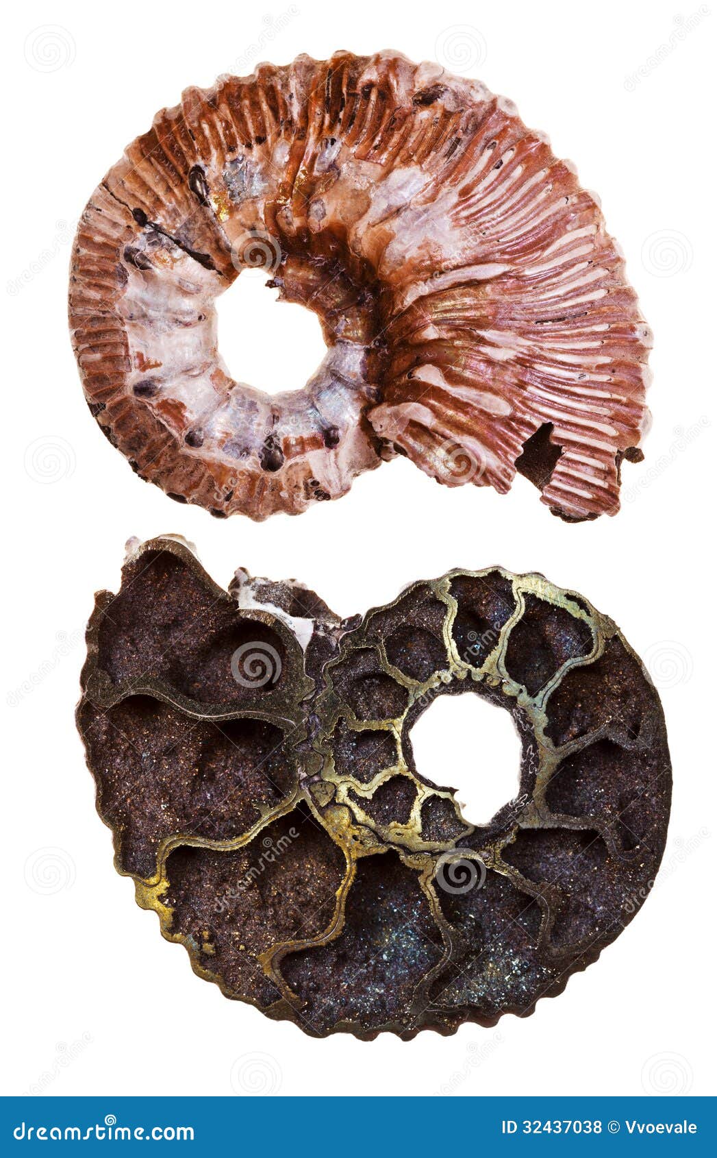Ammonite Shell On A White Background Royalty-Free Stock Photo ...