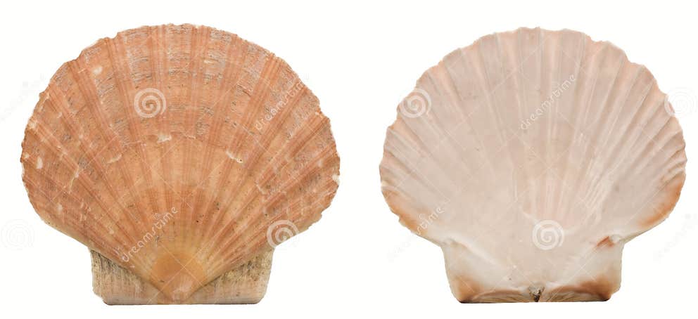 Two Sides of a Scallop Shell Stock Image - Image of elements, holiday ...