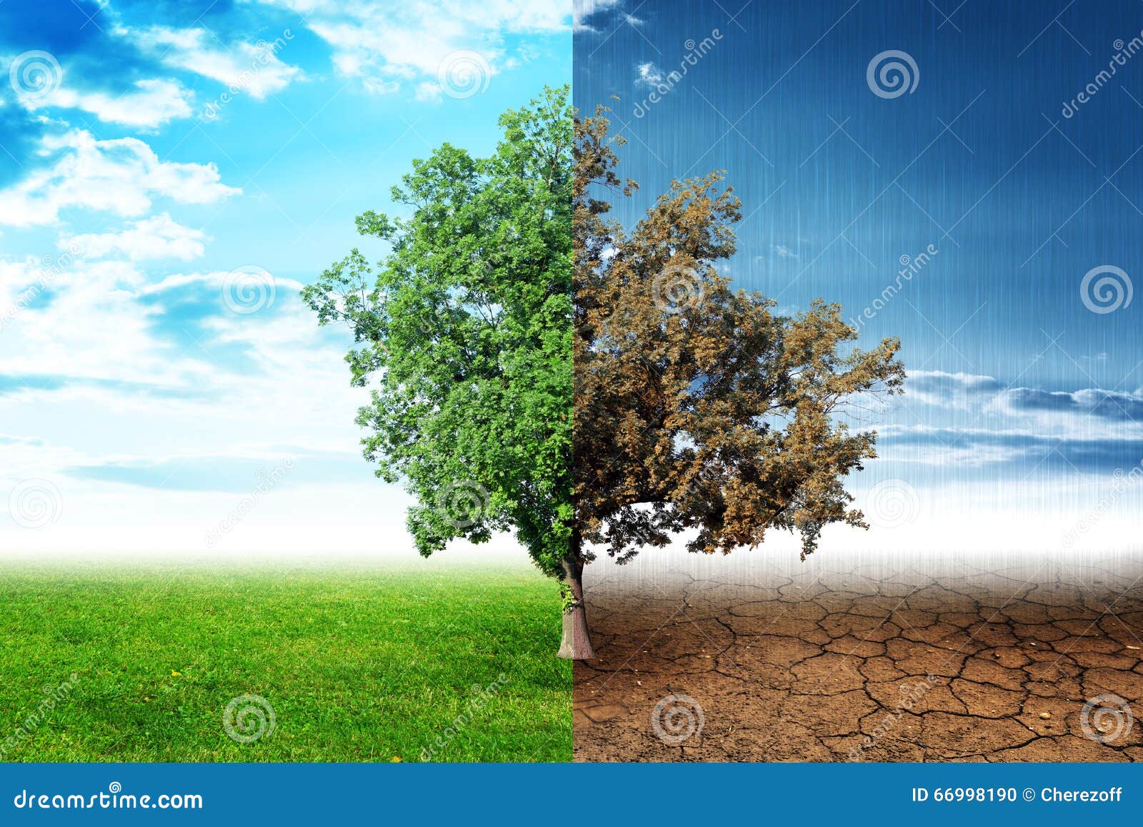 Two sides tree stock photo. Image of tree, recycling - 66998190