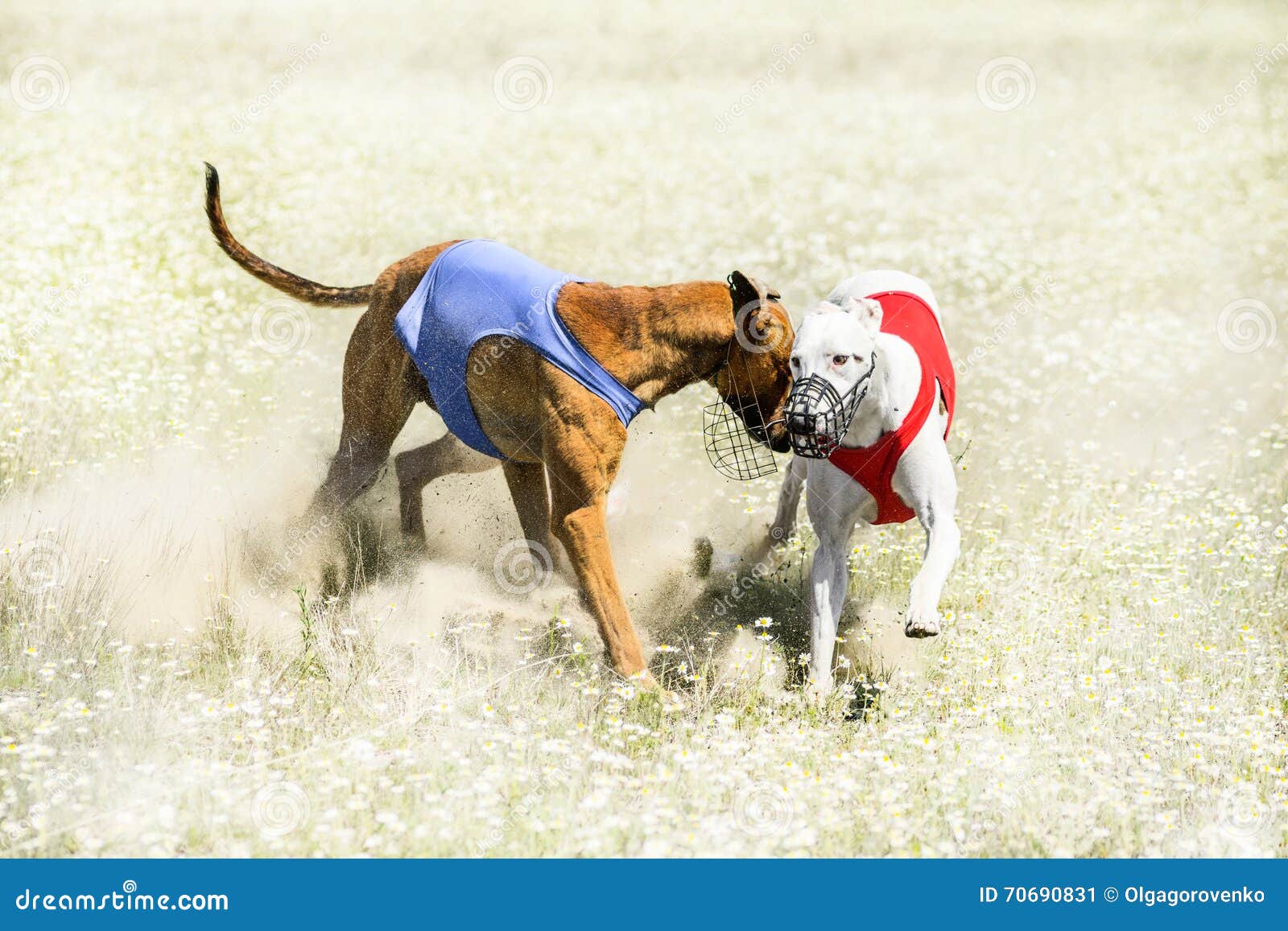 Two Sighthounds on a Finish of Lure Coursing Competition Stock Image ...