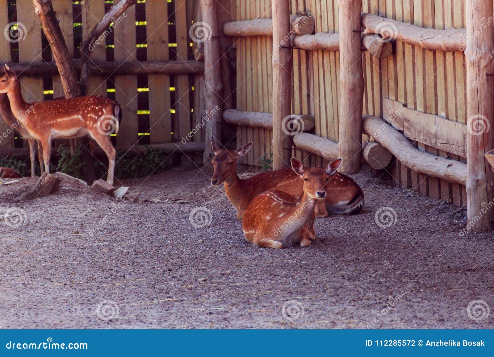 Sika dear in the zoo editorial photography. Image of head - 112285572