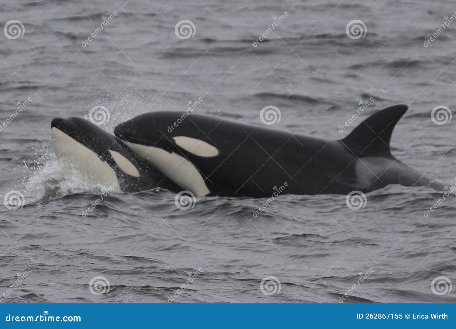 Orca Cuddles stock image. Image of orcas, ocean, mammal - 262867155