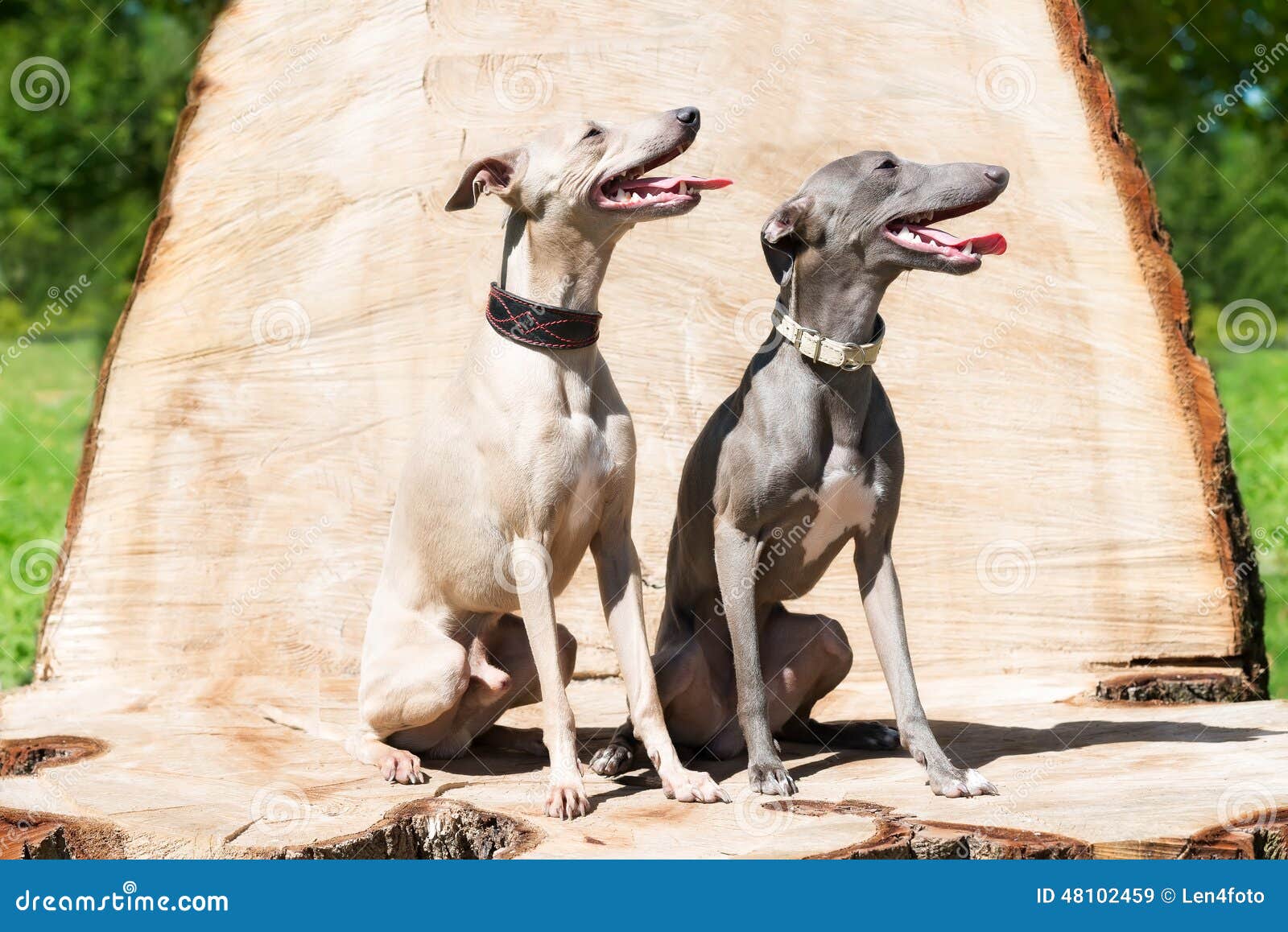 Two sitting greyhounds stock image. Image of friendship - 48102459