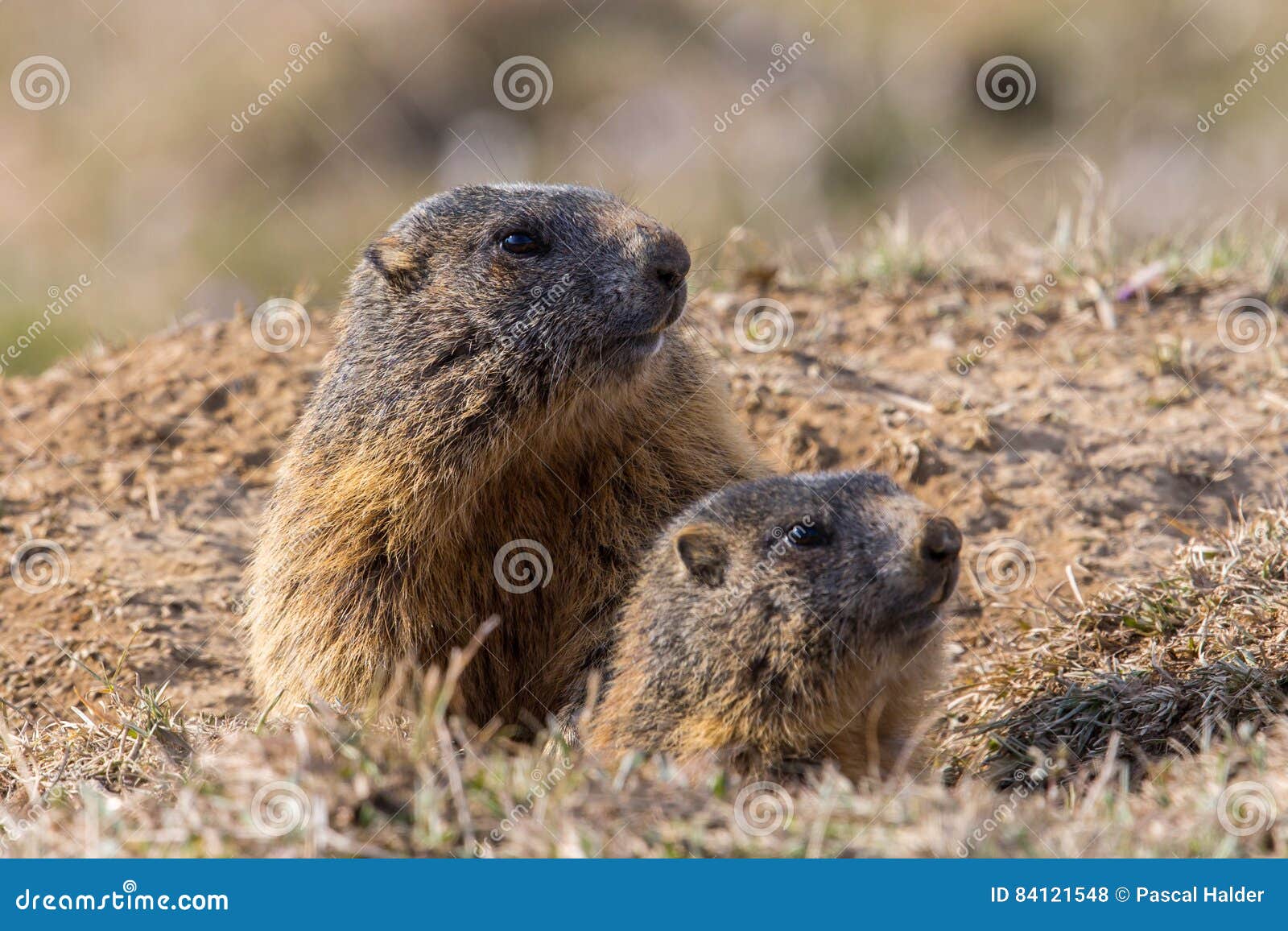 Two Sitting Groundhogs Marmota Monax Stock Photo - Image of attentive ...