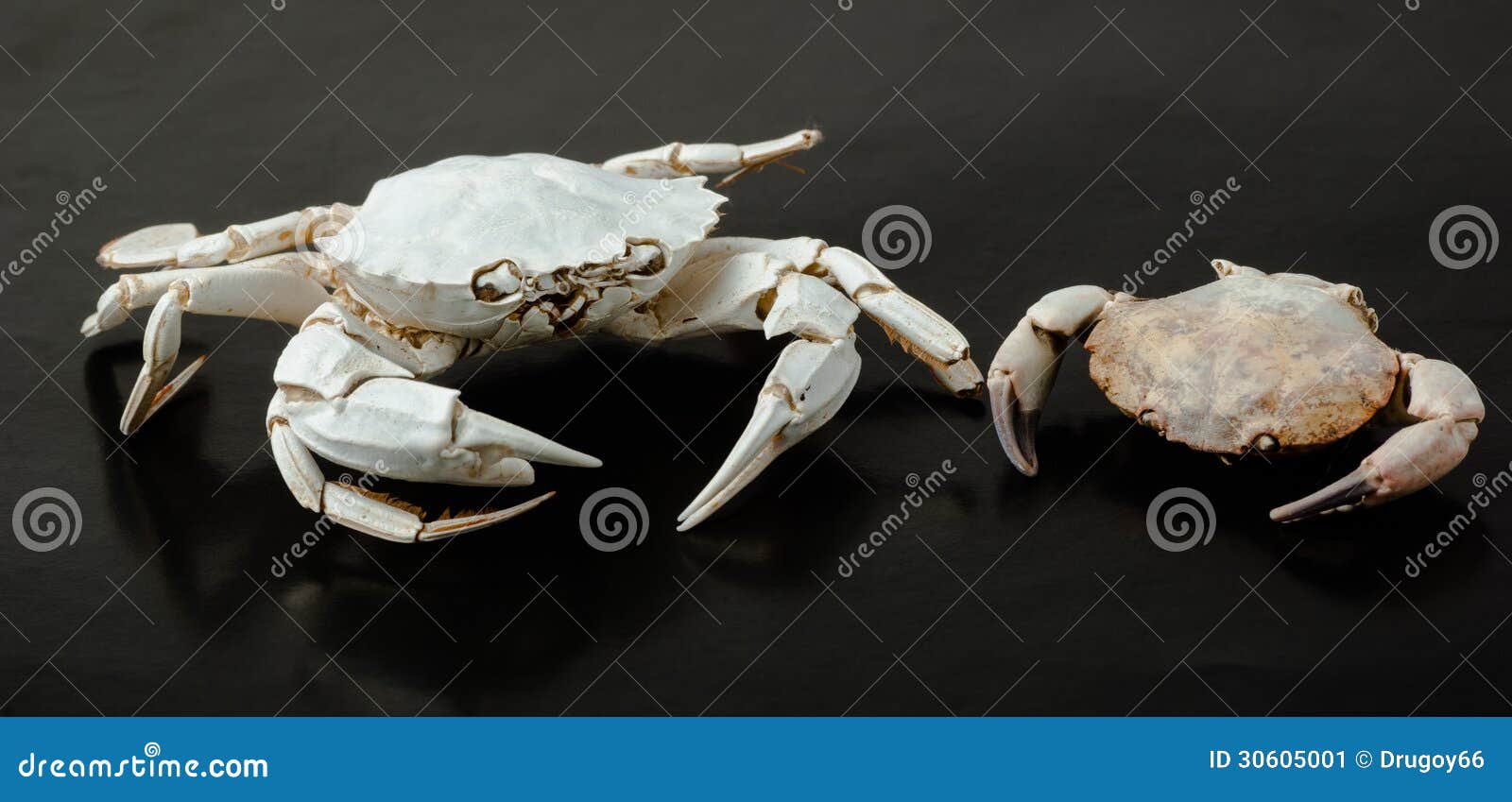 Two Skeleton of Crab on Black Stock Image - Image of invertebrate ...