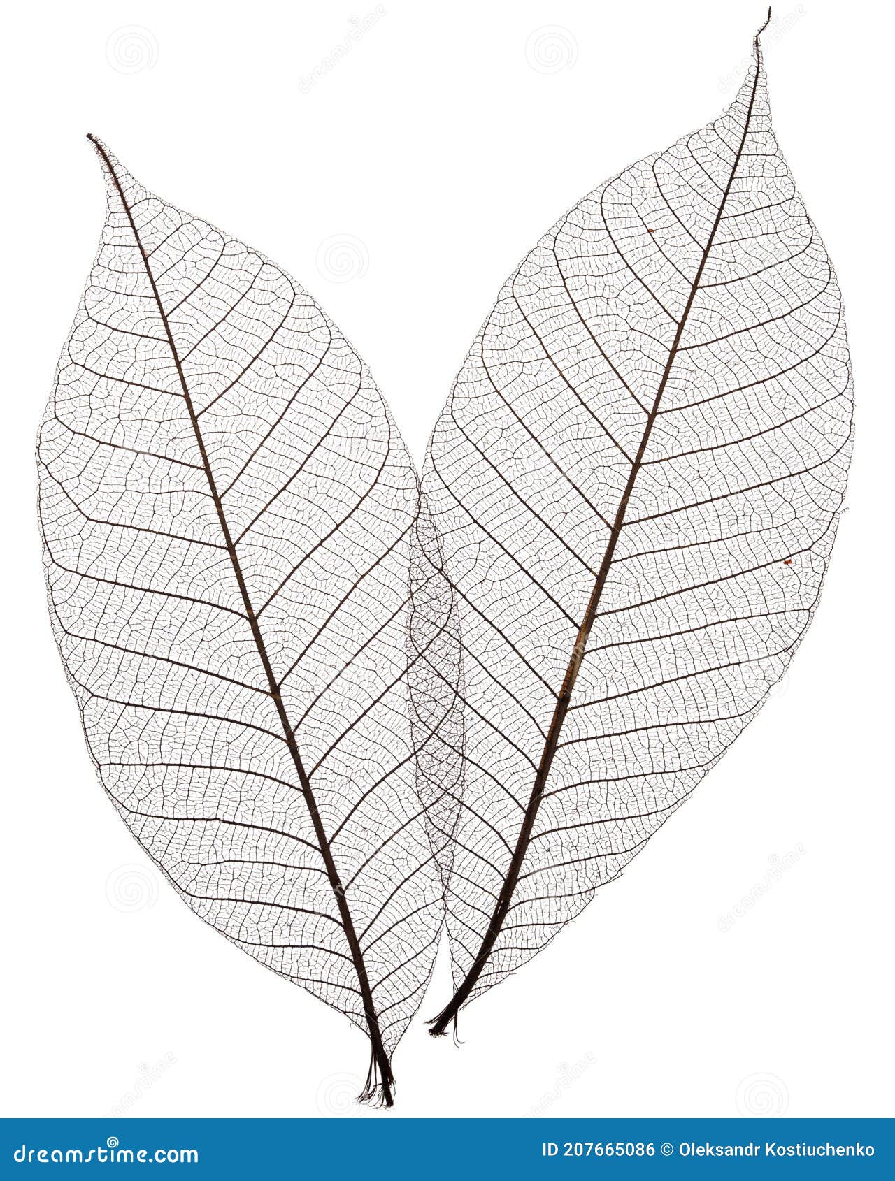 Two Skeletonized Leaves Isolated on White Background Stock Photo ...