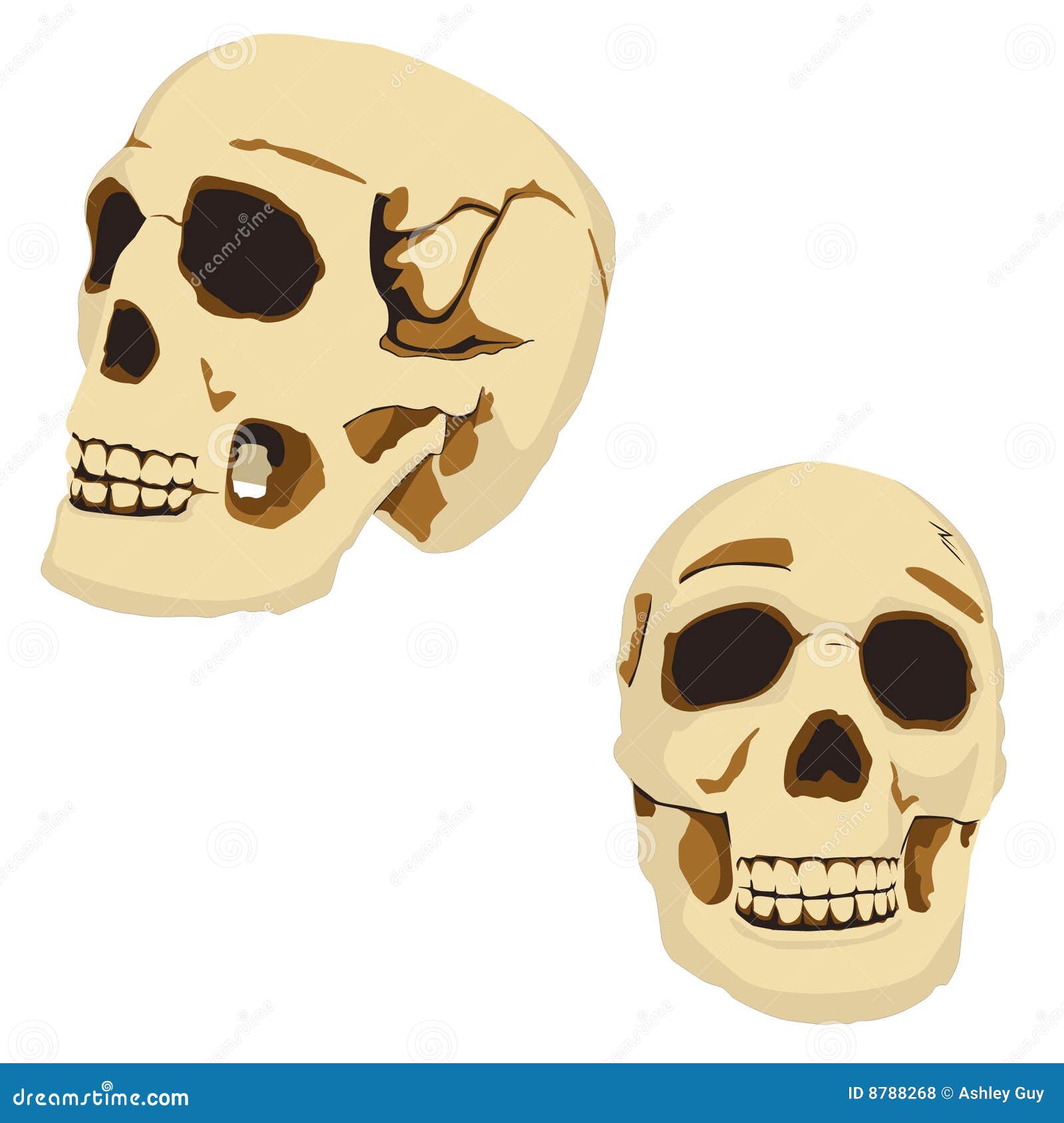 Two skulls stock vector. Illustration of brown, gothic - 8788268