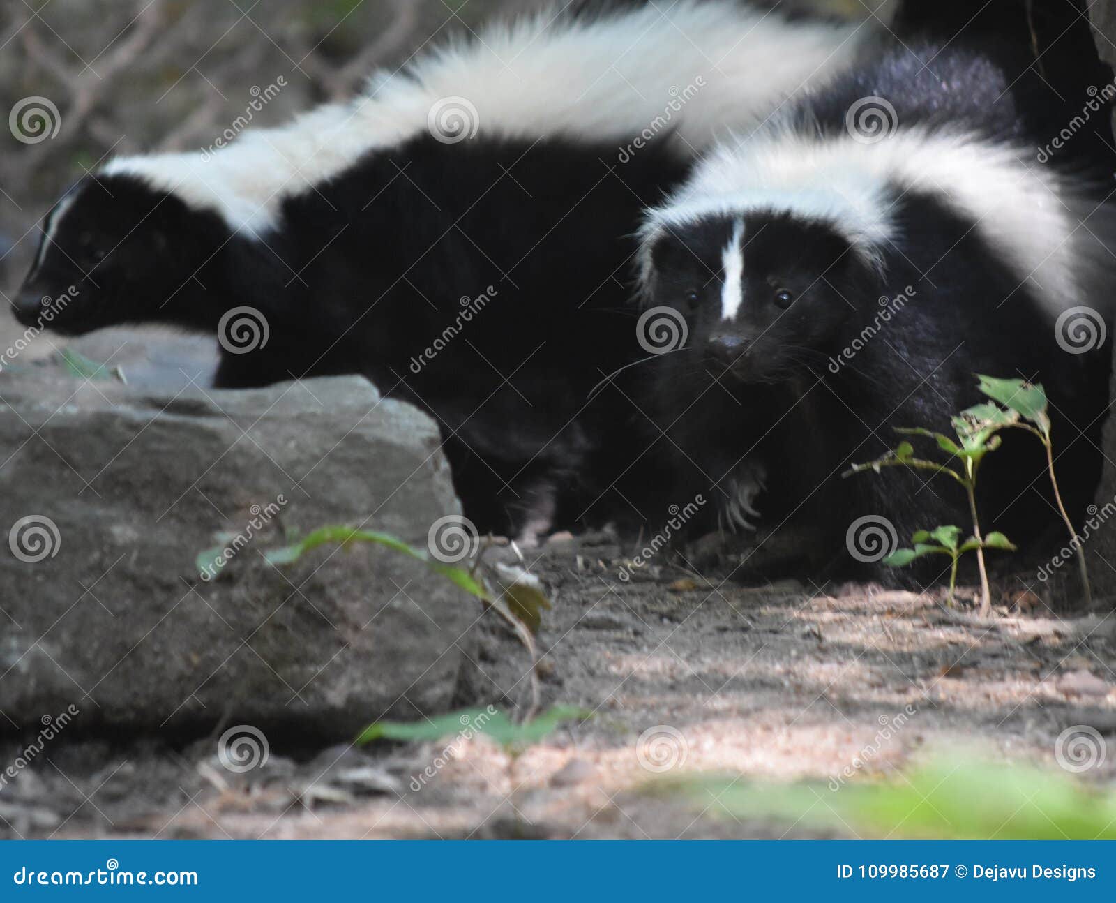 Pair of Skunks Hanging Together in the Wild Stock Image - Image of ...