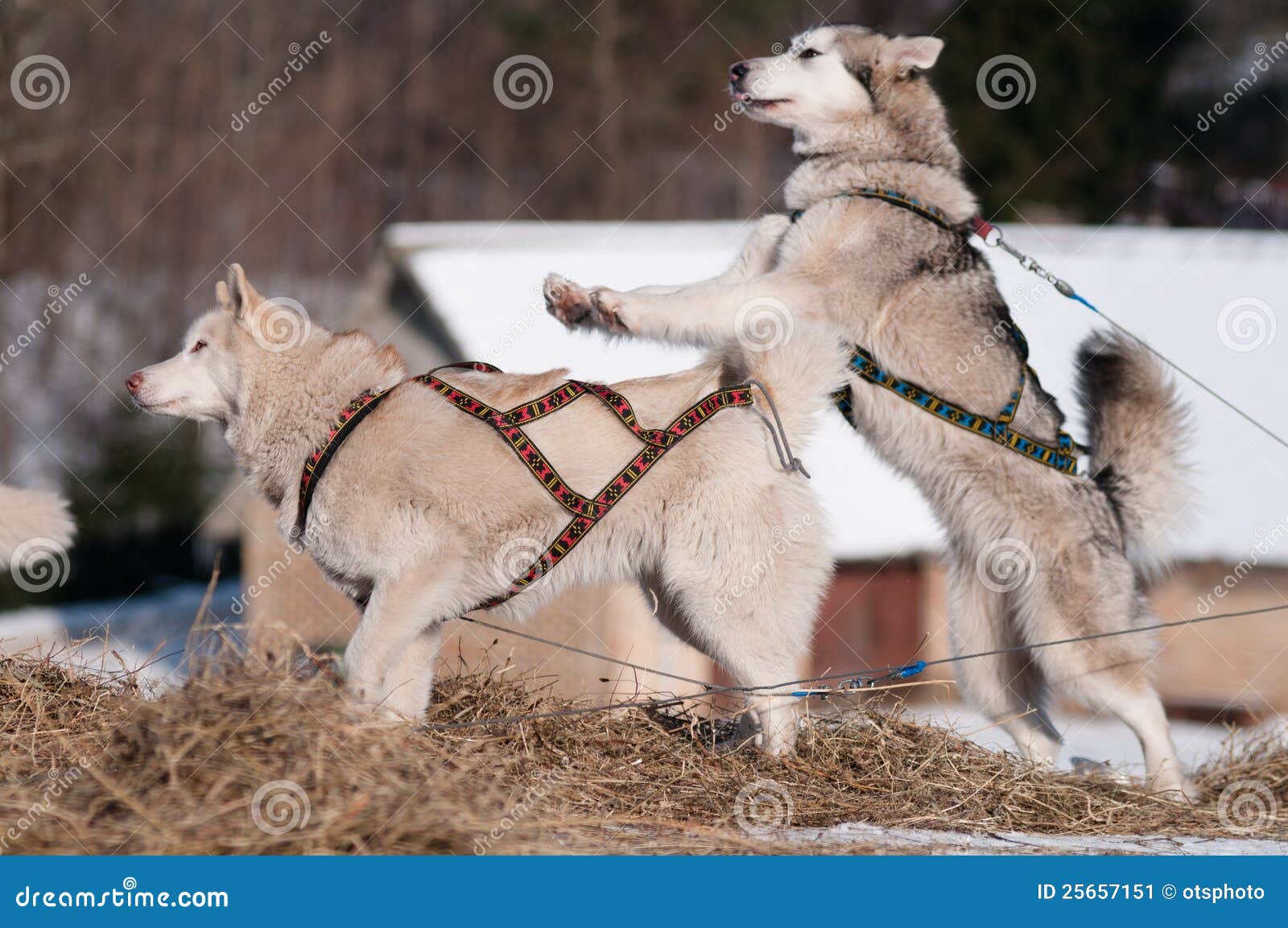 Two Sled Dogs Siberian Huskies Playing Stock Image - Image of siberian ...