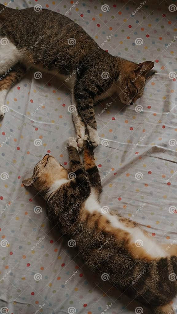 Two Sleeping Cats Holding Hands Stock Image - Image of nose, kitten ...