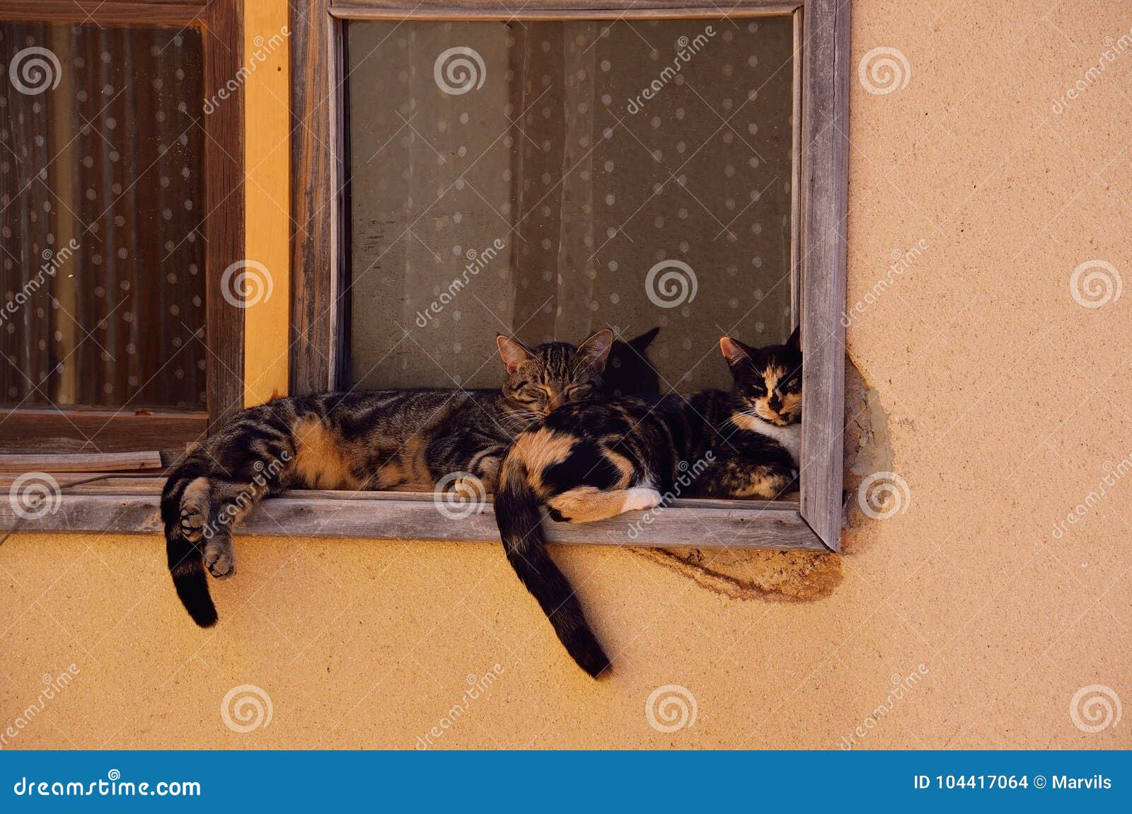 Two Sleeping Cats on the Window Sill Stock Photo - Image of animal ...