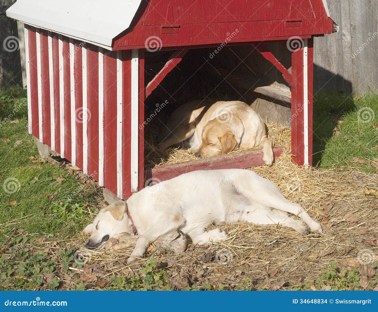 Two Sleeping Dogs on a Farm Stock Photo - Image of purebreed ...