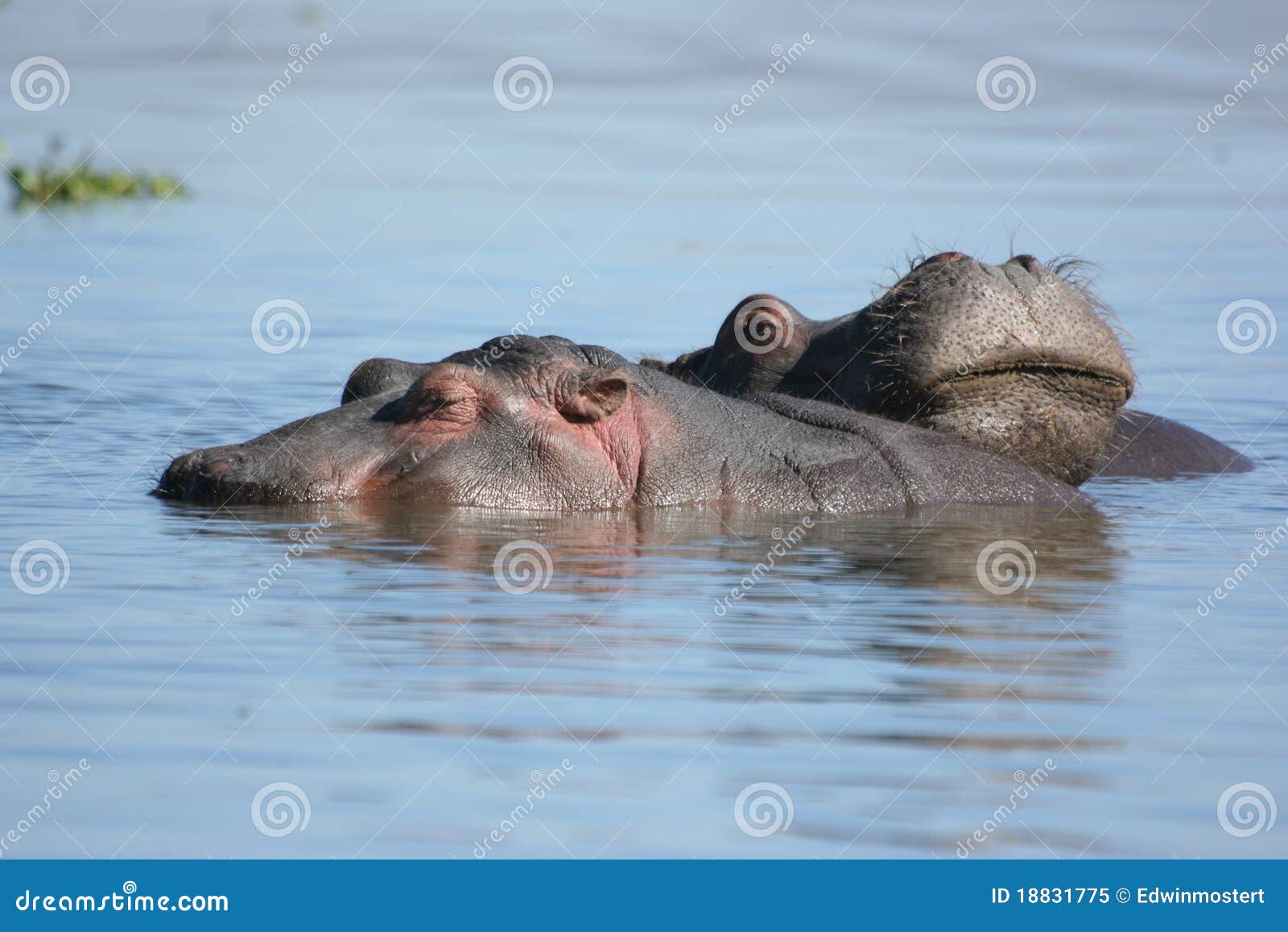 Two sleeping hippos stock image. Image of lake, nippo - 18831775